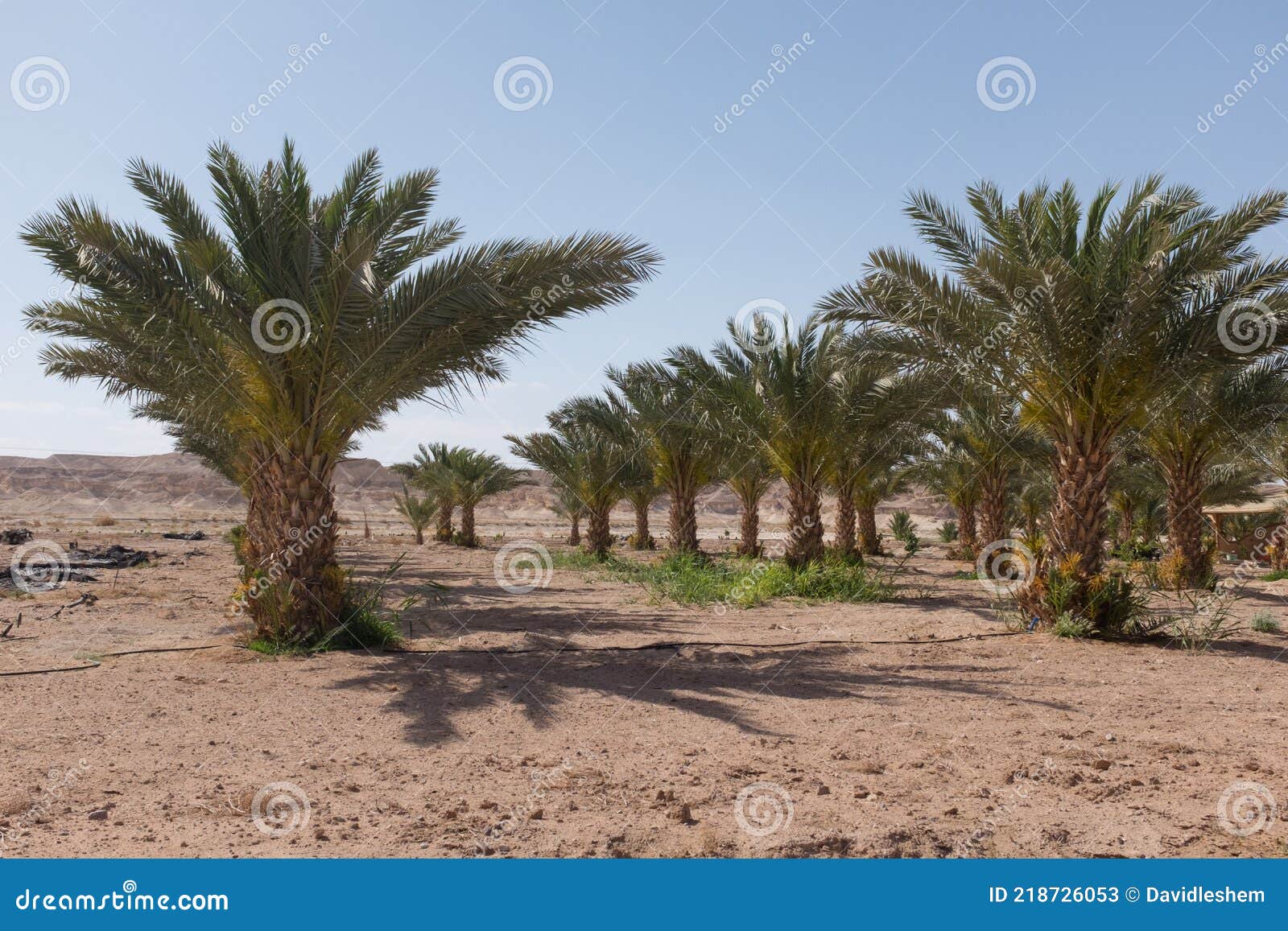 Palm Trees Groves, Desert Agriculture Stock Image - Image of middle ...