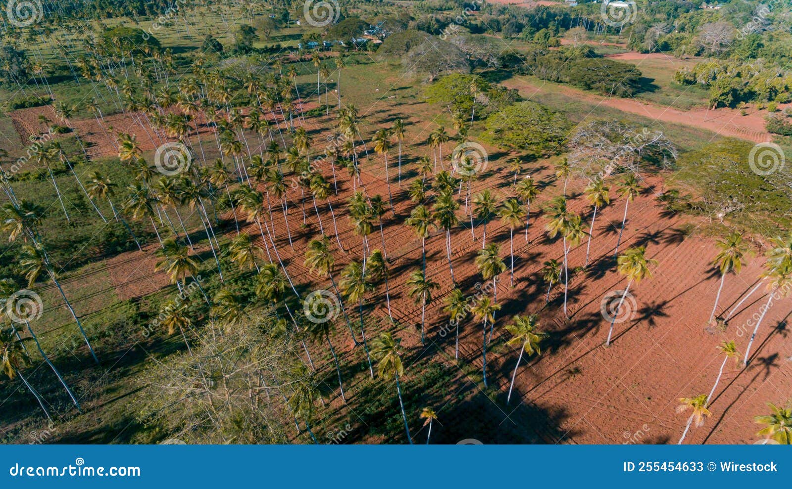 Palm Trees Growing in Zanzibar Stock Image - Image of nature, local ...