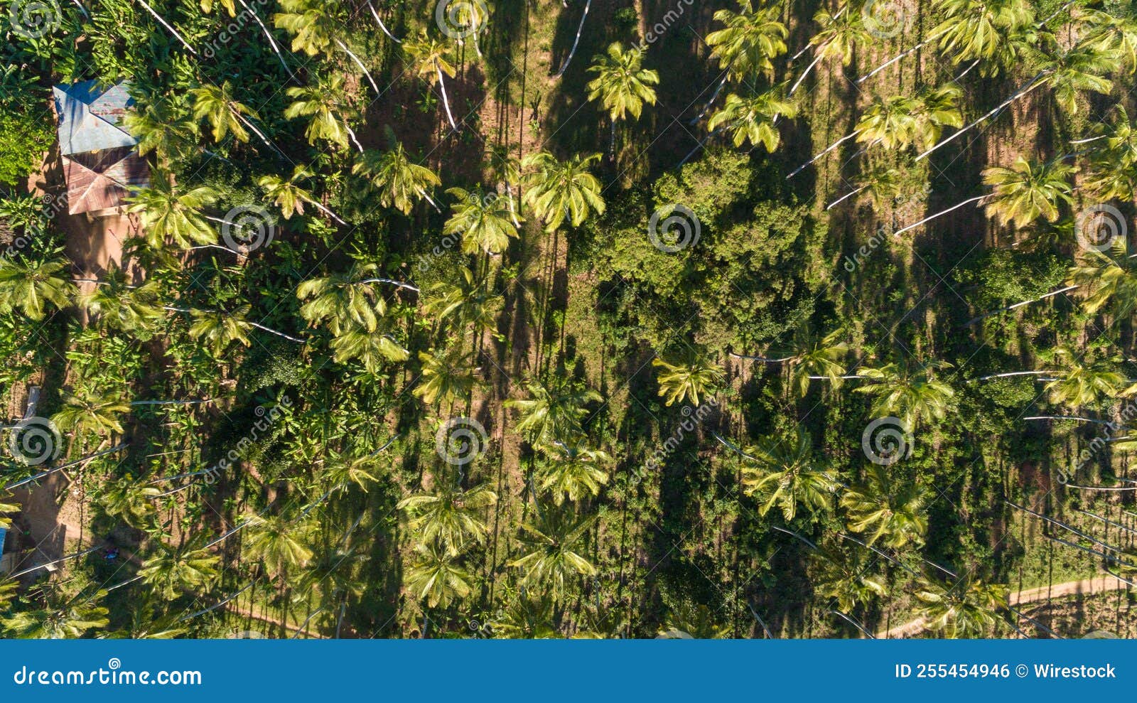 Palm Trees Growing in Zanzibar Stock Photo - Image of settlement, flora ...