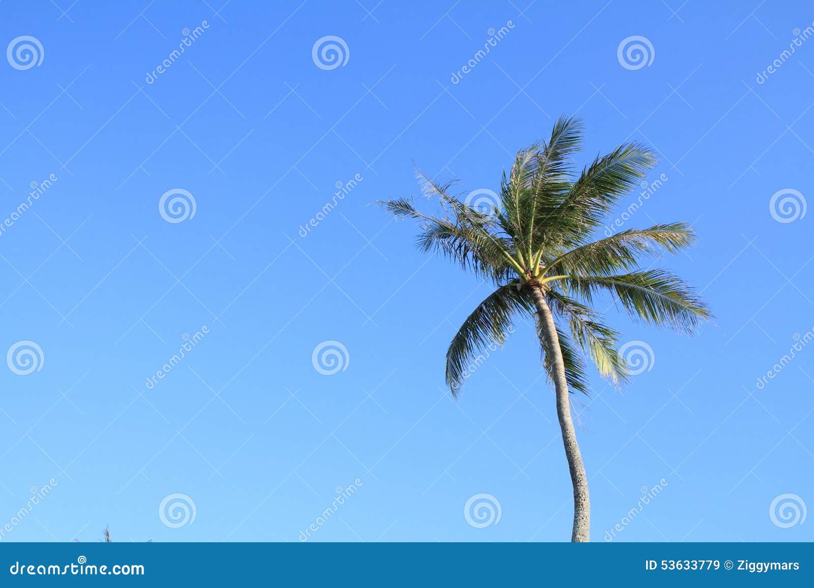 Palm trees in Guam stock image. Image of sunny, oceania - 53633779