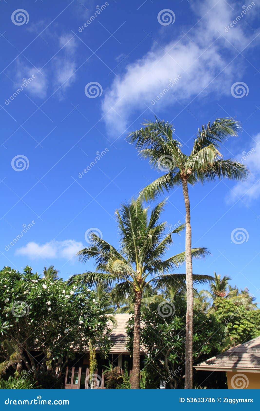 Palm trees in Guam stock photo. Image of green, tree - 53633786