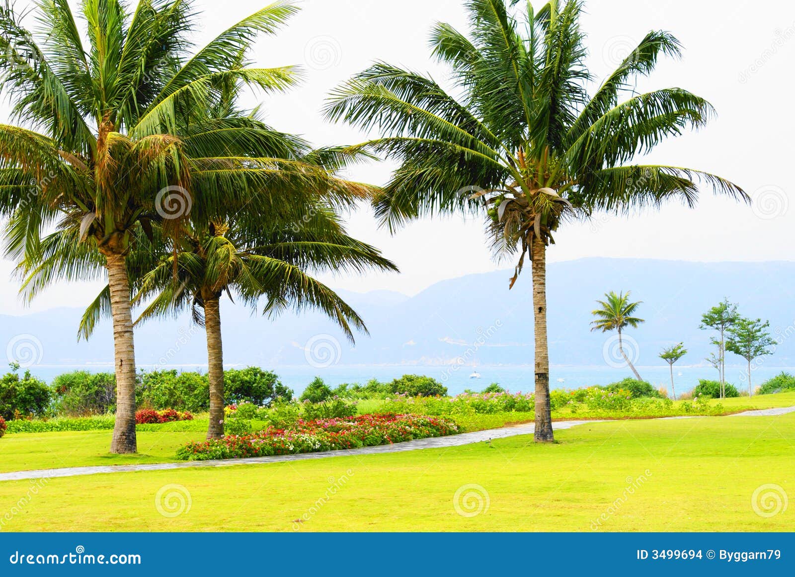 Palm trees in Hainan stock photo. Image of hainan, trees - 3499694