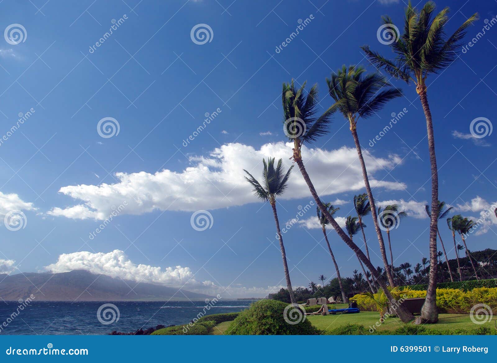 Palm trees in Hawaii stock image. Image of holiday, blue - 6399501
