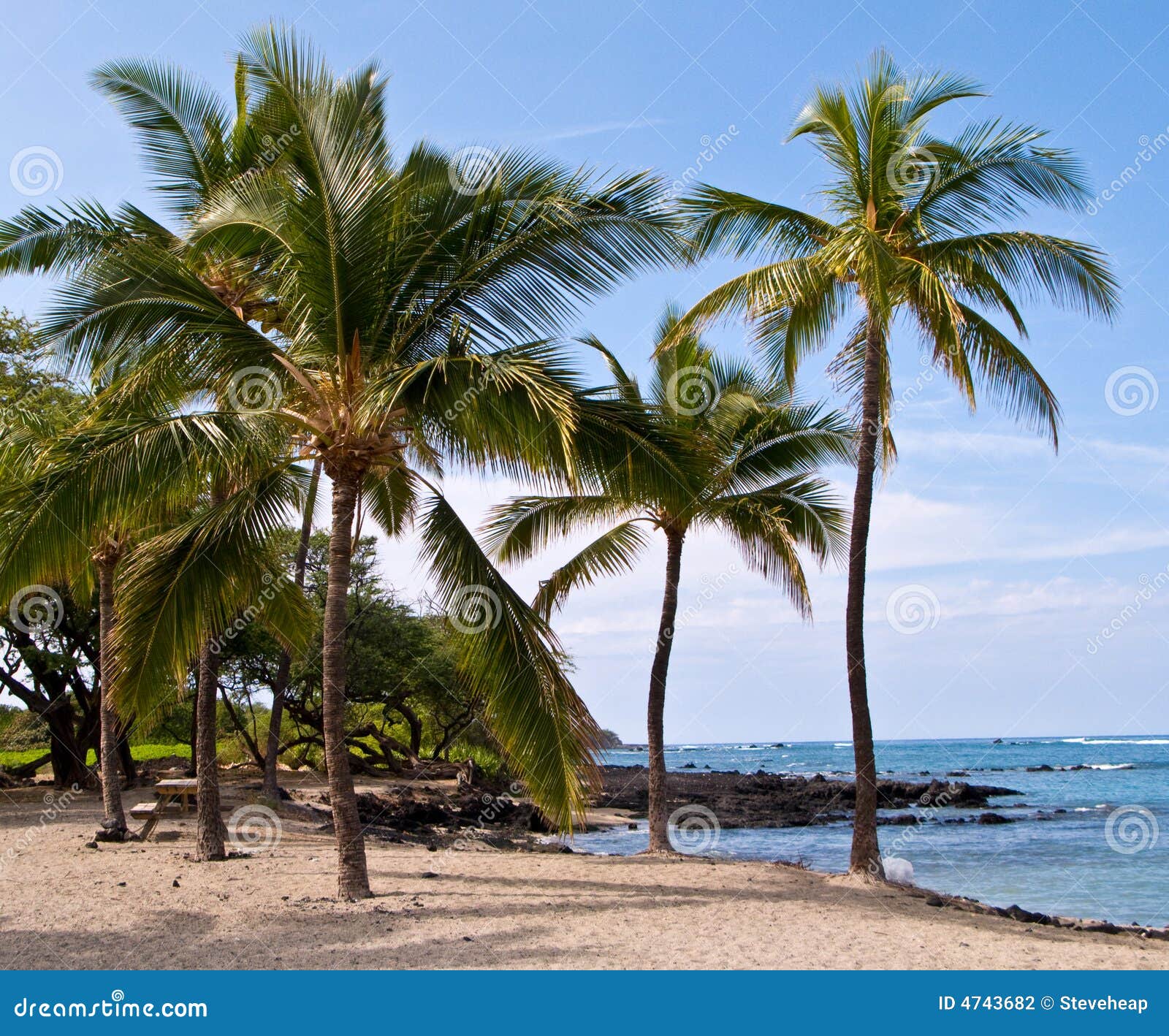 Palm Trees on Hawaiian Beach Stock Photo - Image of idyllic, green: 4743682