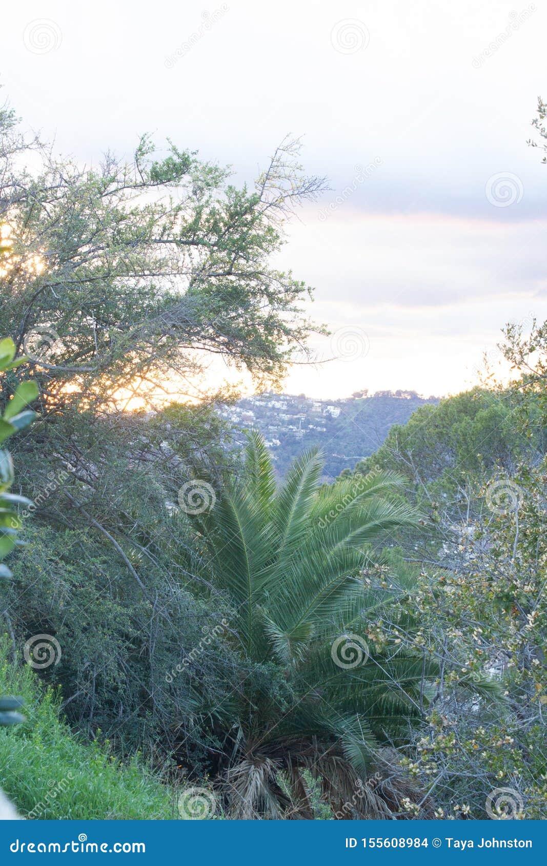 Palm Trees on Hillside with Greenery, Overlooking Distant Hillside ...