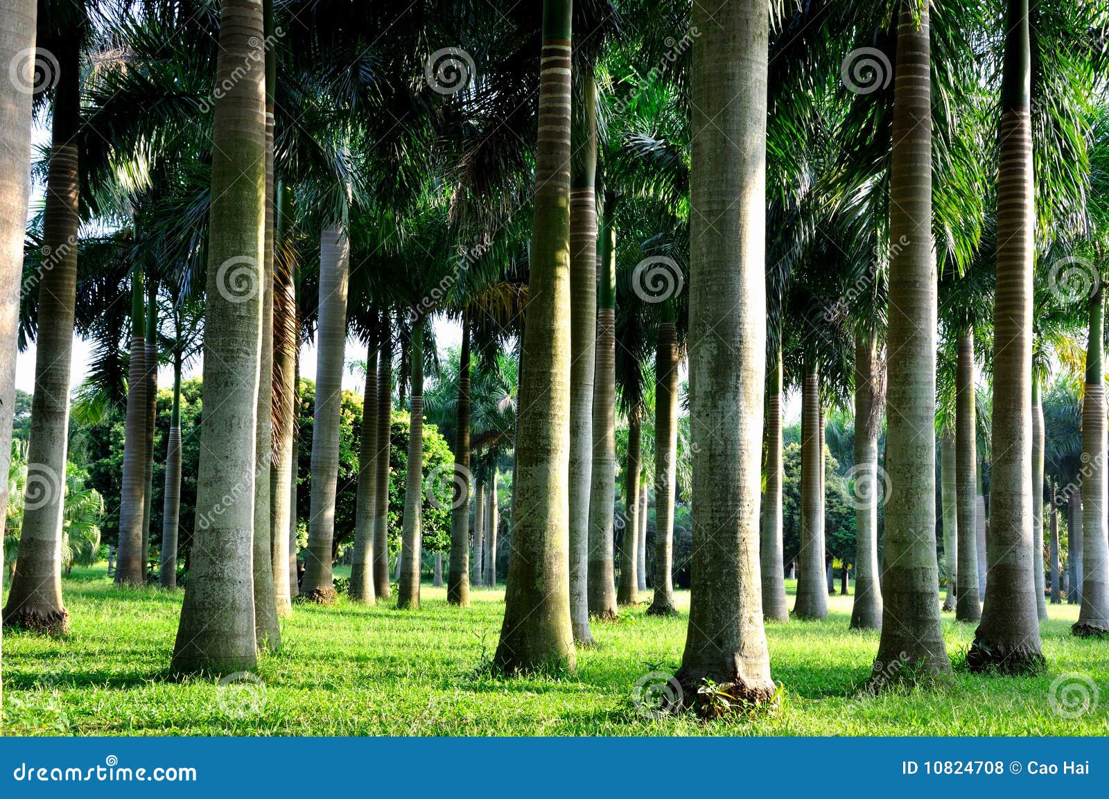 Palm trees horizontally stock photo. Image of raise, grass - 10824708