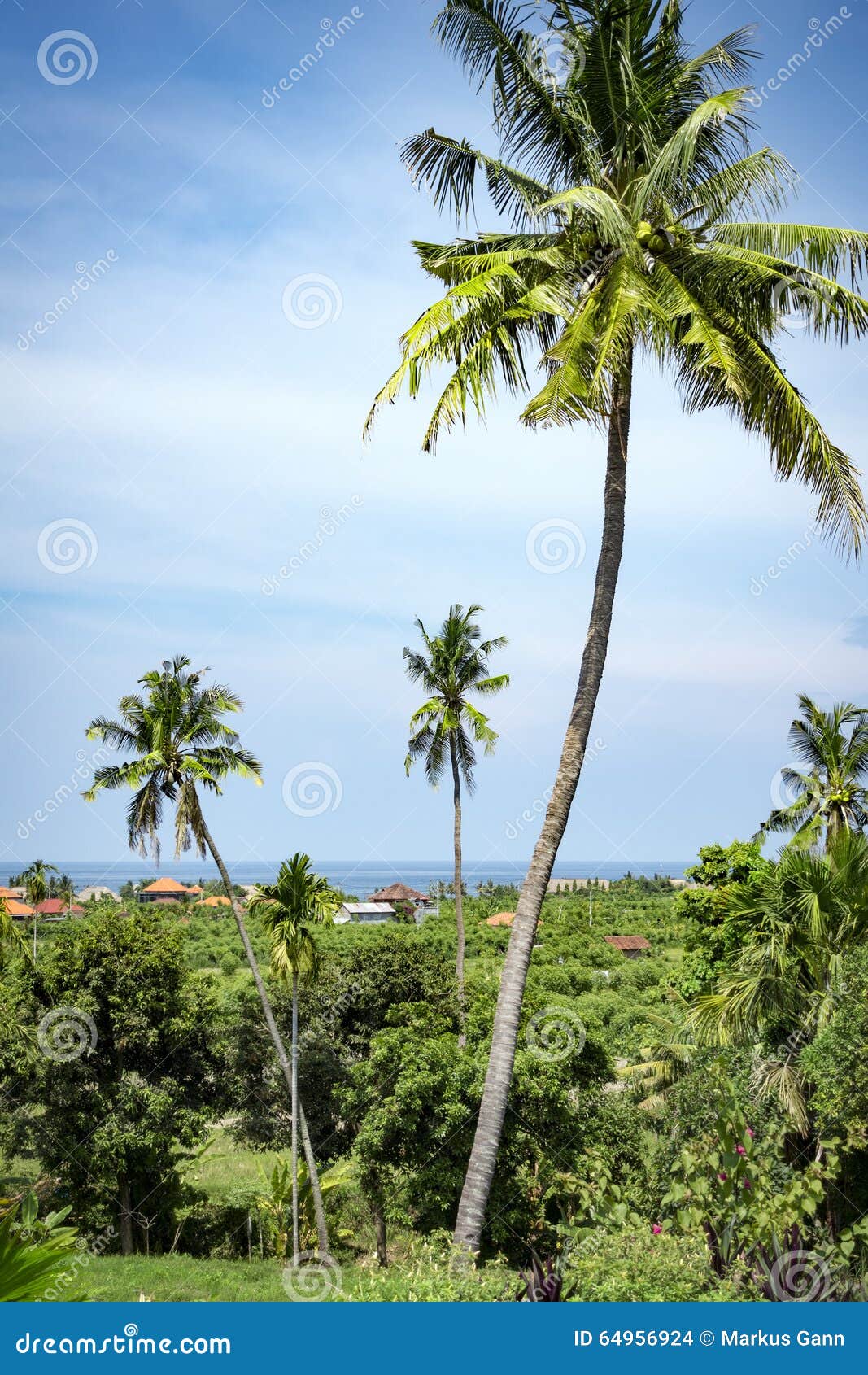 Palm trees stock photo. Image of ocean, water, indonesia - 64956924