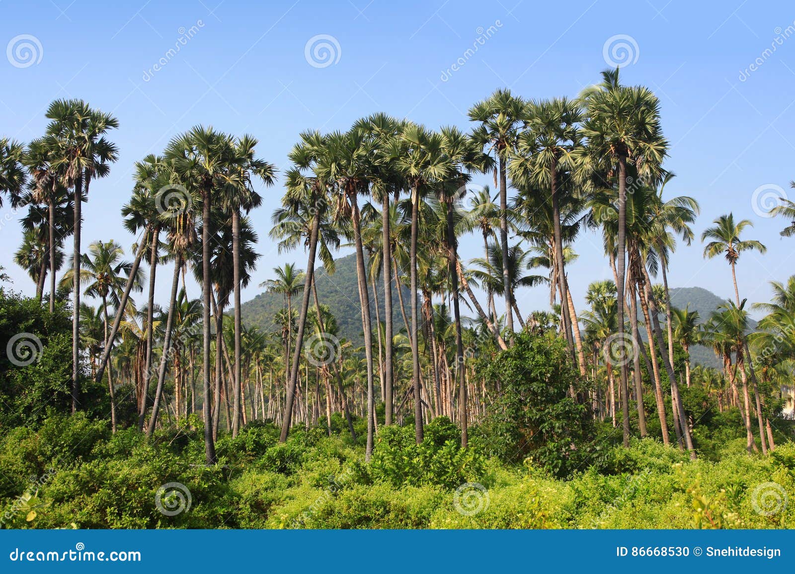 Palm trees in India stock photo. Image of scenery, green - 86668530