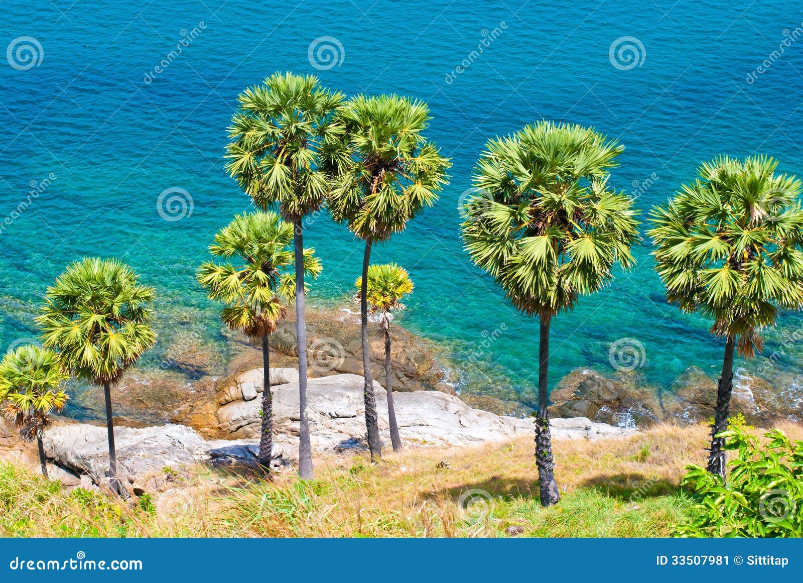 Palm Trees on the Island of Phuket Stock Image - Image of andaman ...