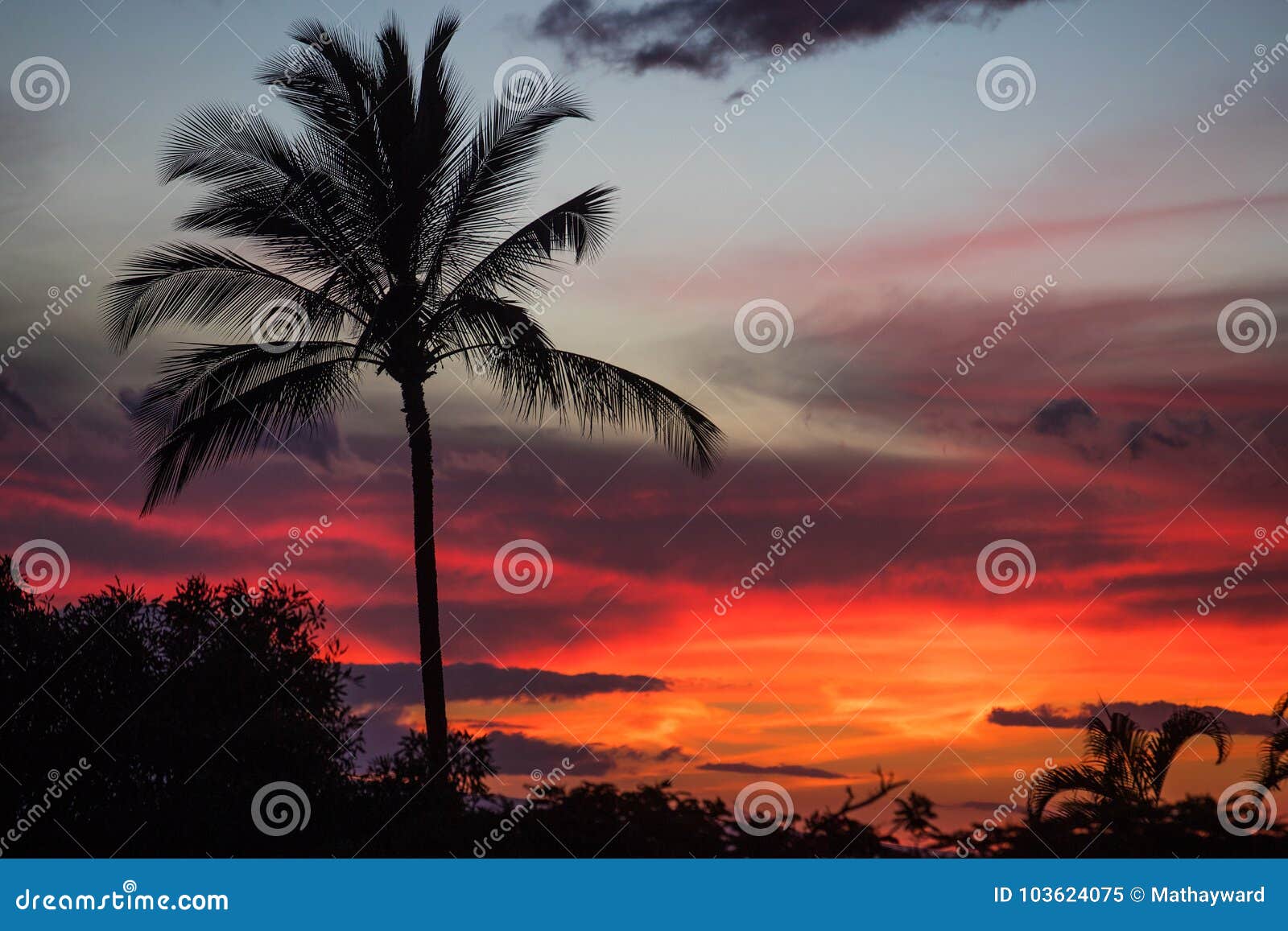 Palm Trees at an Island Sunset Stock Image - Image of vibrant, maui ...