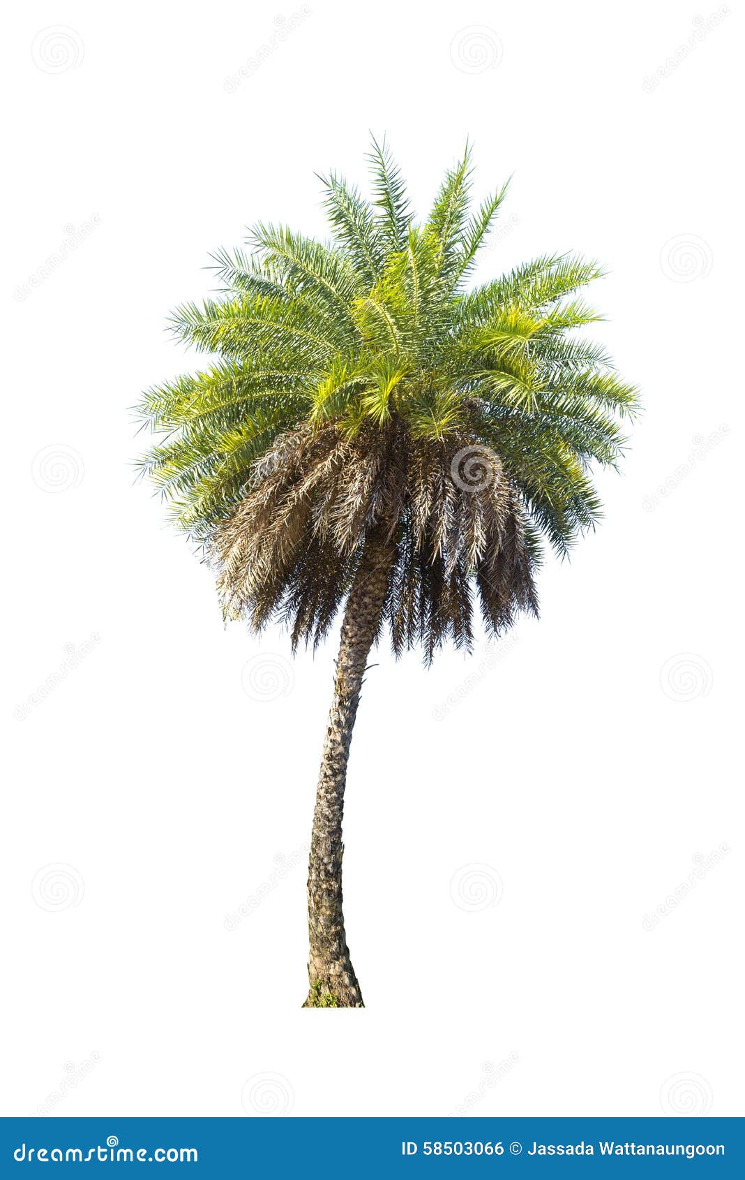 Palm Trees Isolated on White Stock Photo - Image of palmae, foliage ...