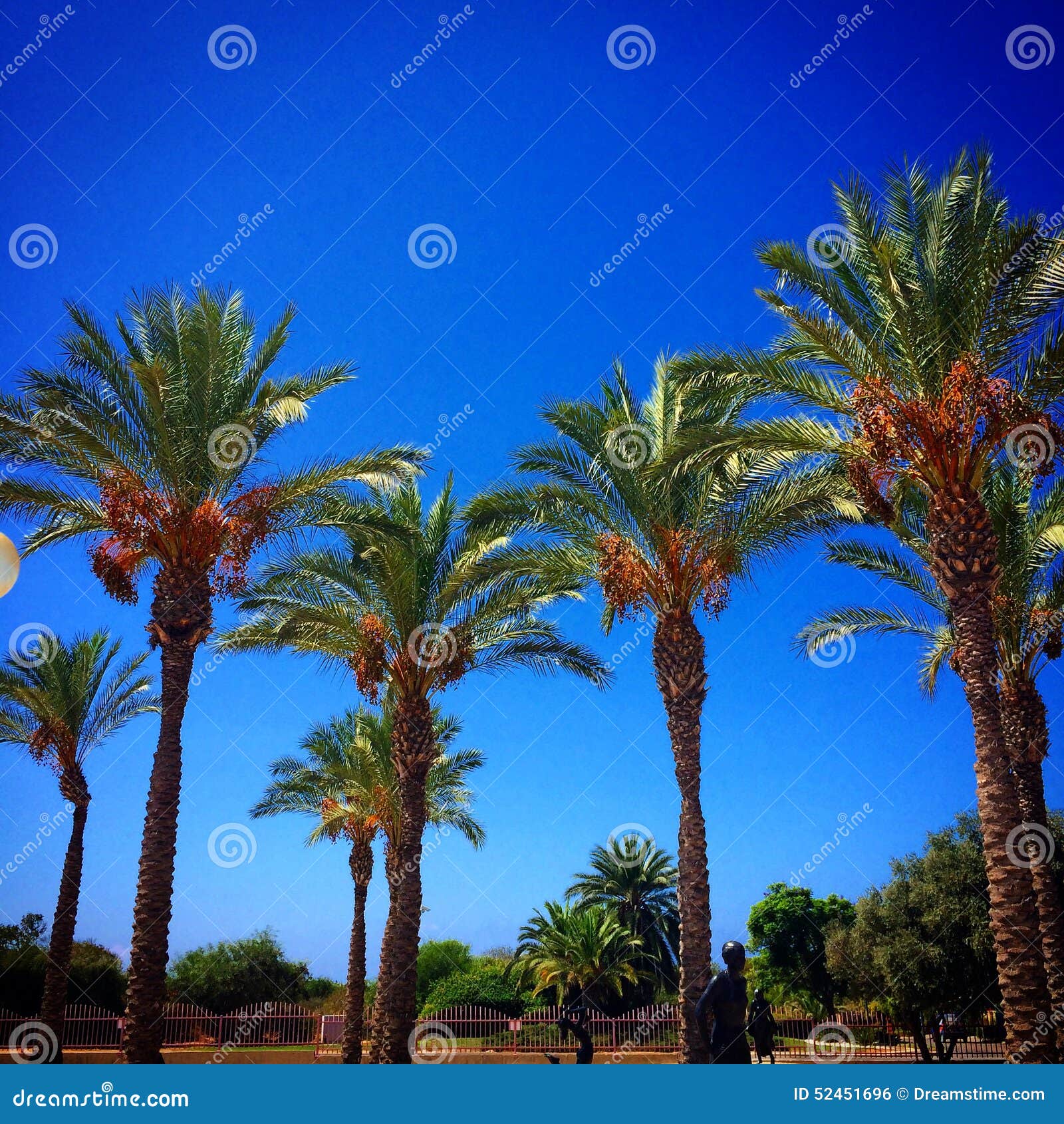 Palm trees stock photo. Image of israel, traveling, palmtree - 52451696