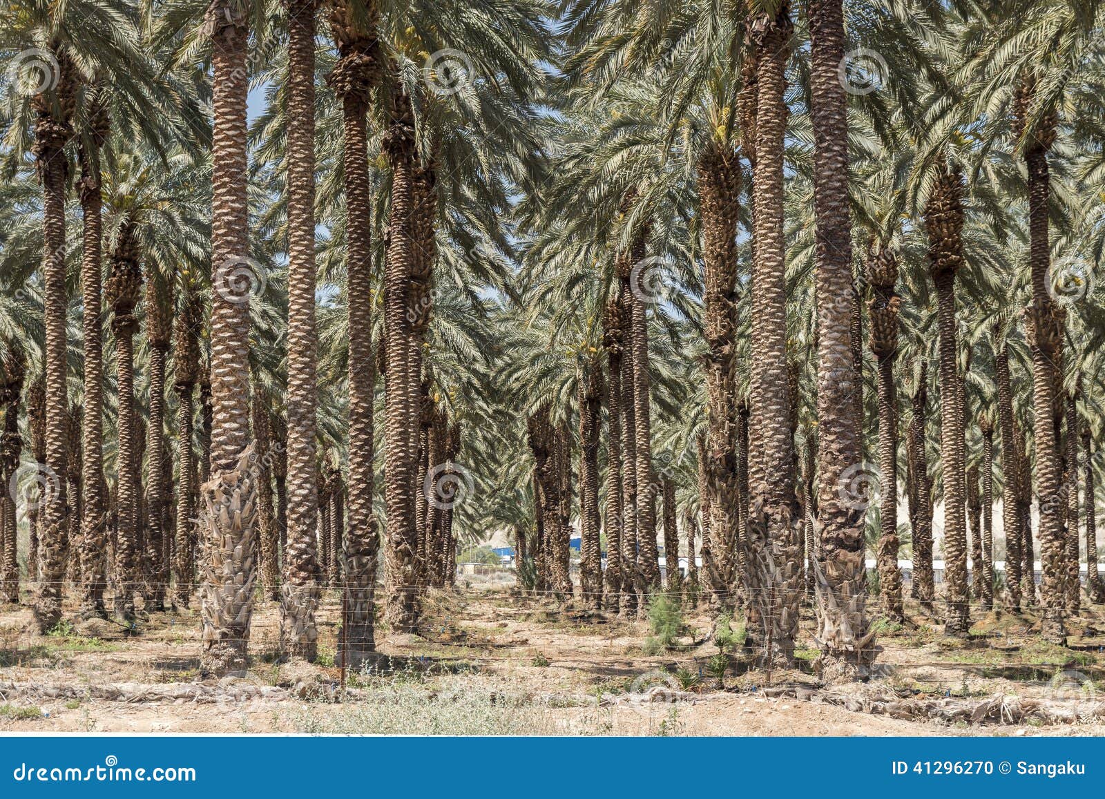 Palm Trees in the Jordan Valley Stock Photo - Image of asia, nature ...