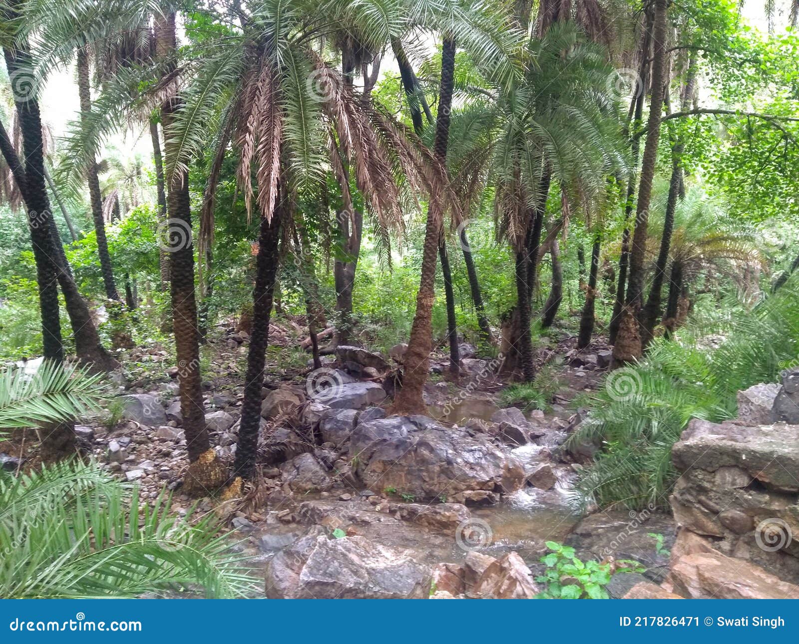Palm Trees in the Jungle during Monsoon Stock Image - Image of pond ...
