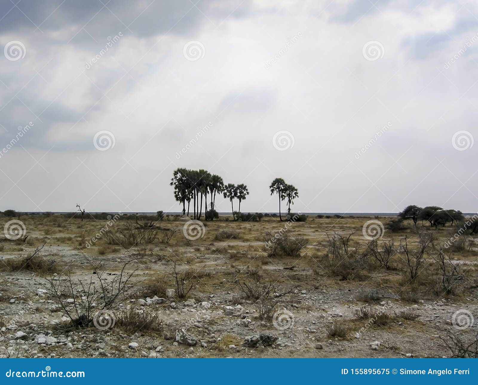 Palm Trees Landscape at Cloudscape Namibia Africa Stock Image - Image ...