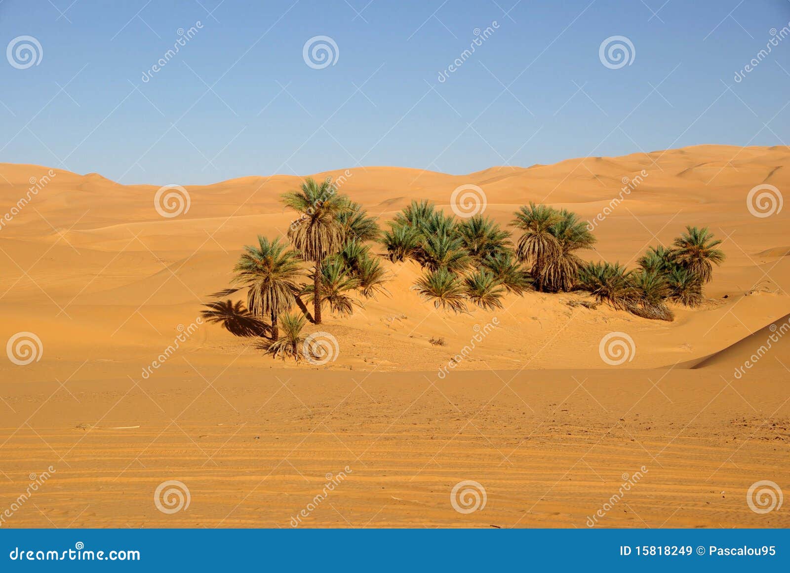 Palm trees in Libya stock image. Image of sand, hostile - 15818249