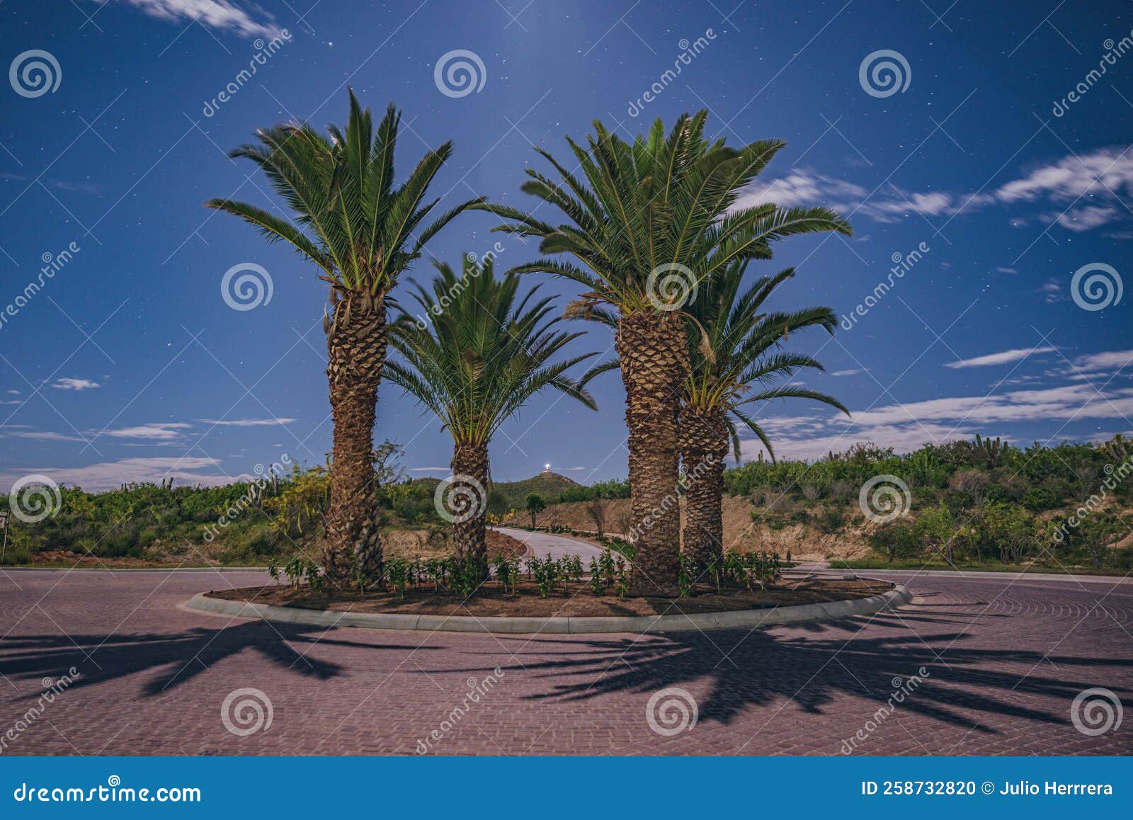 Palm Trees Lighted by the Full Moon. Stock Photo - Image of flower ...