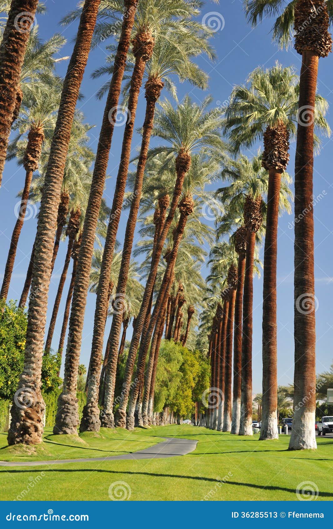Palm Trees Line a Walking Path with Sky Stock Image - Image of tall ...