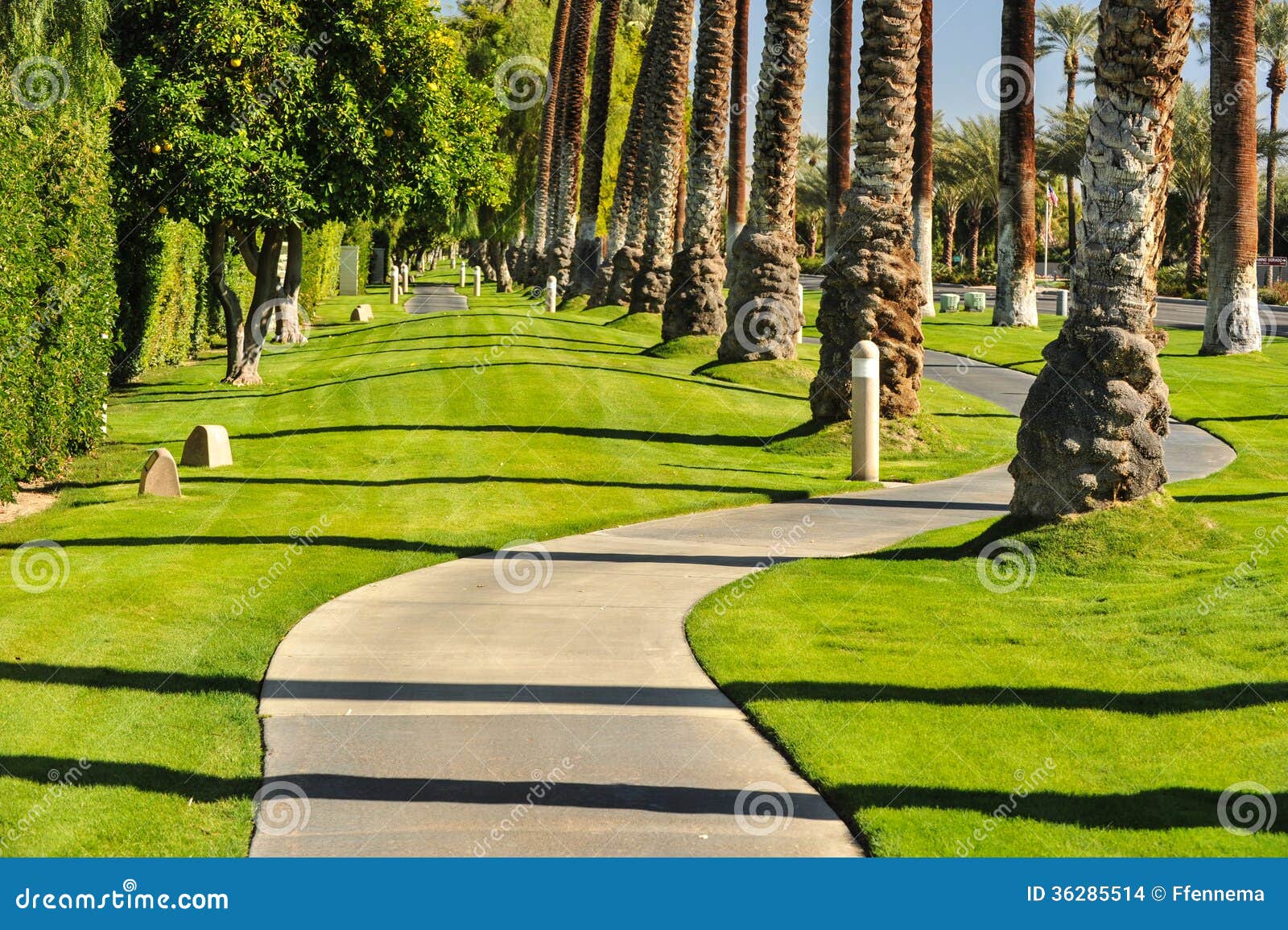 Palm Trees Line a Walking Path with Sky Stock Photo - Image of ...