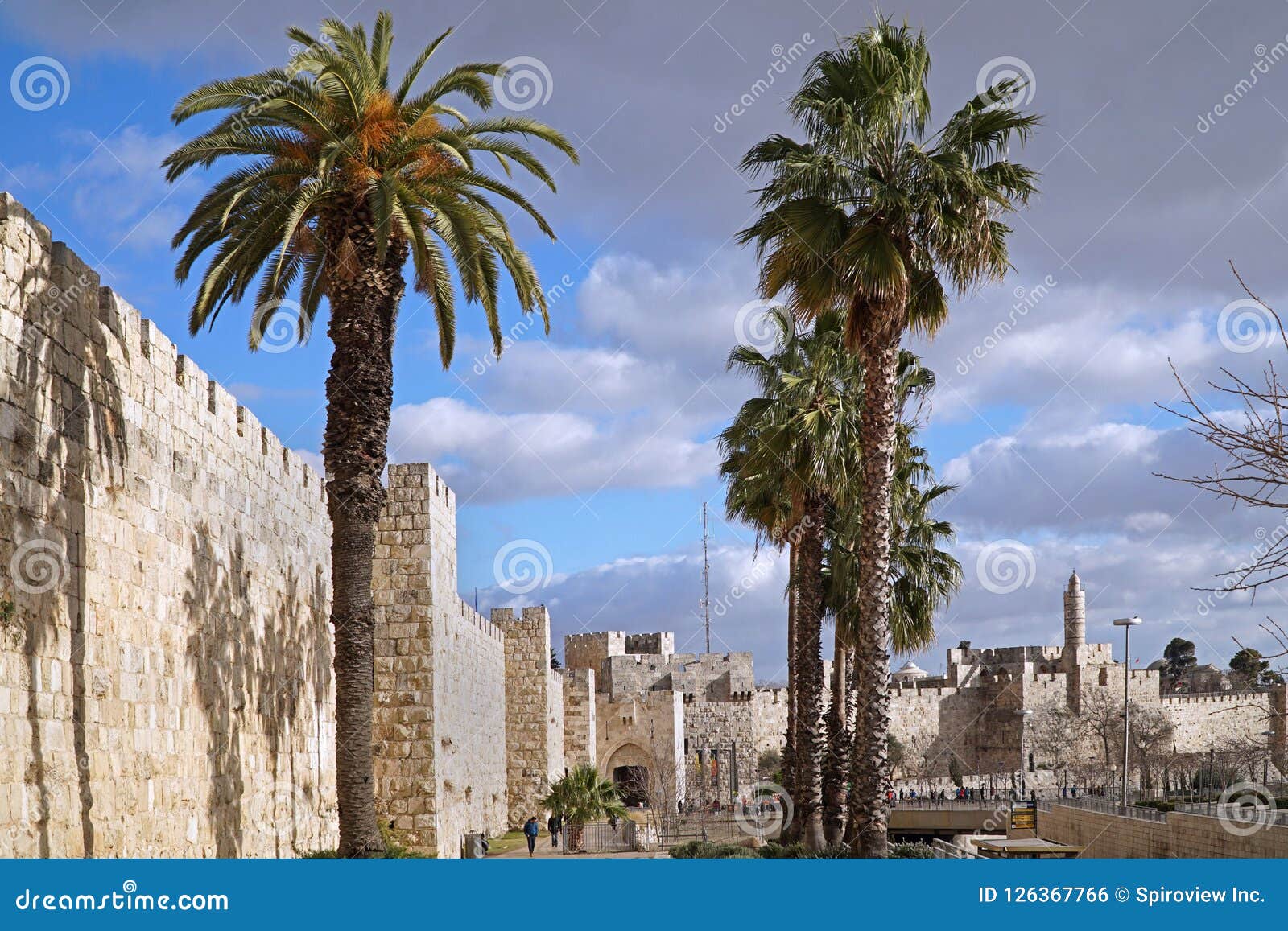 Palm Trees Lining the Route To Jaffa Gate Editorial Photo - Image of ...
