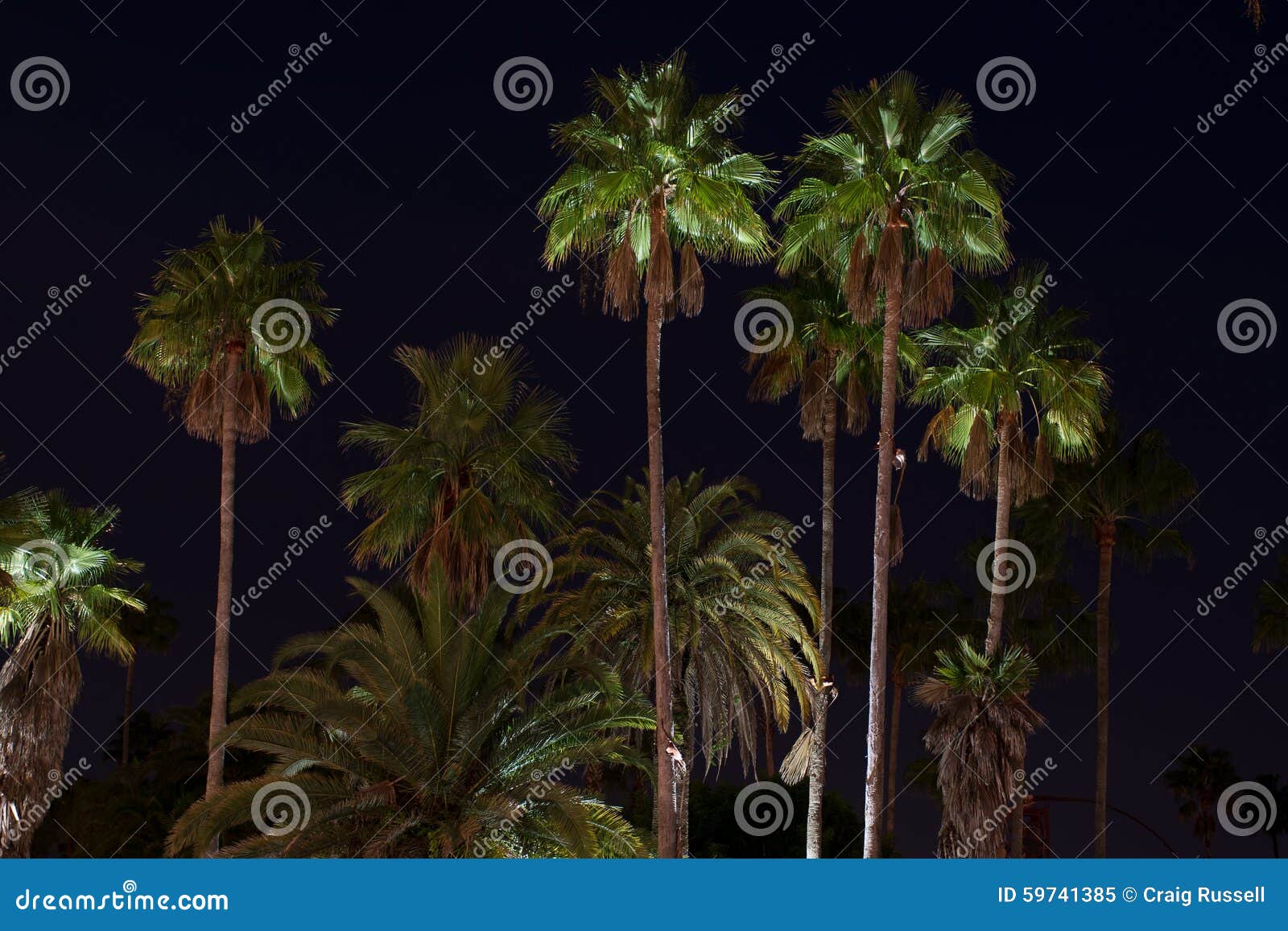 Palm Trees lit with lights stock image. Image of outdoor - 59741385