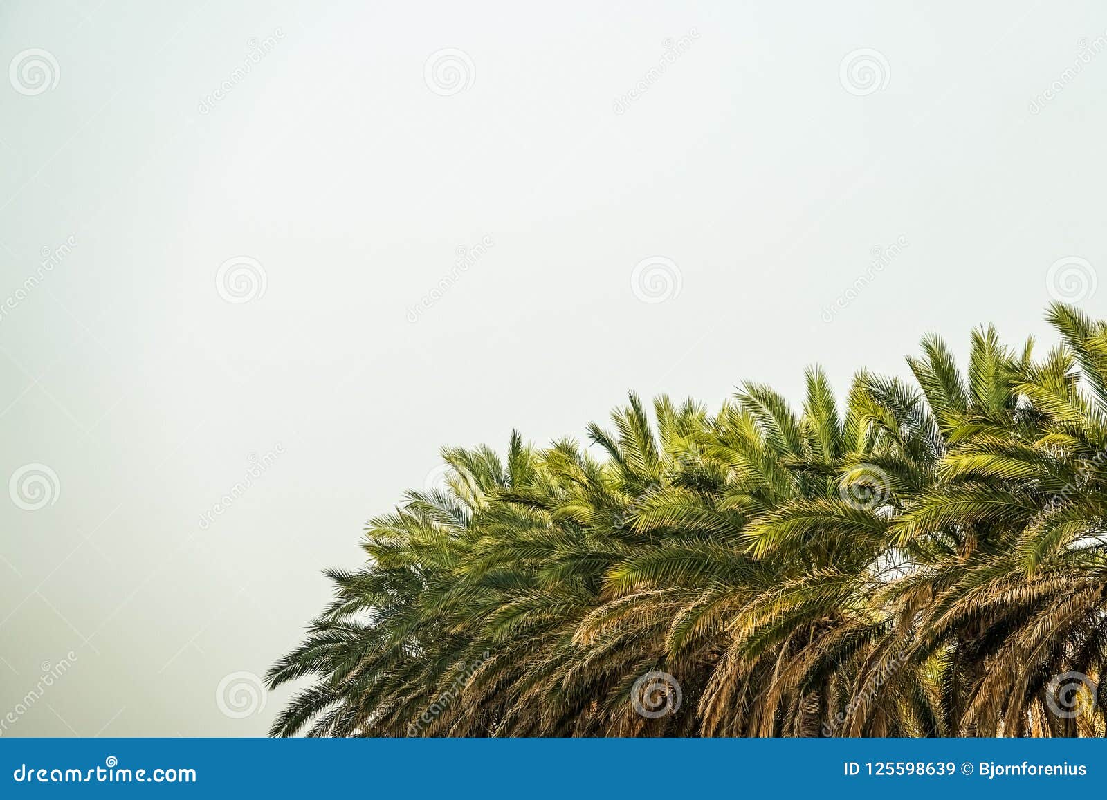 Palm Trees with Lots of Blank Empty Copy Space for Text Stock Image ...