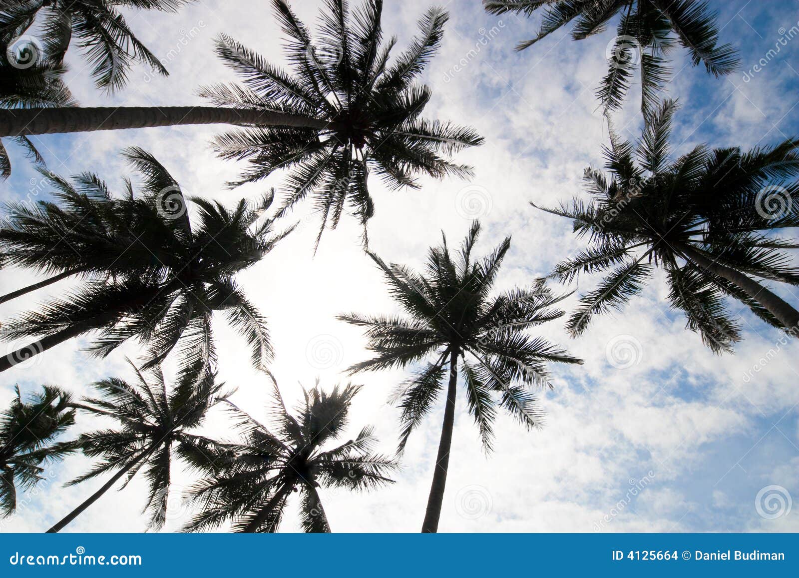 Palm trees low angle stock photo. Image of palm, view - 4125664
