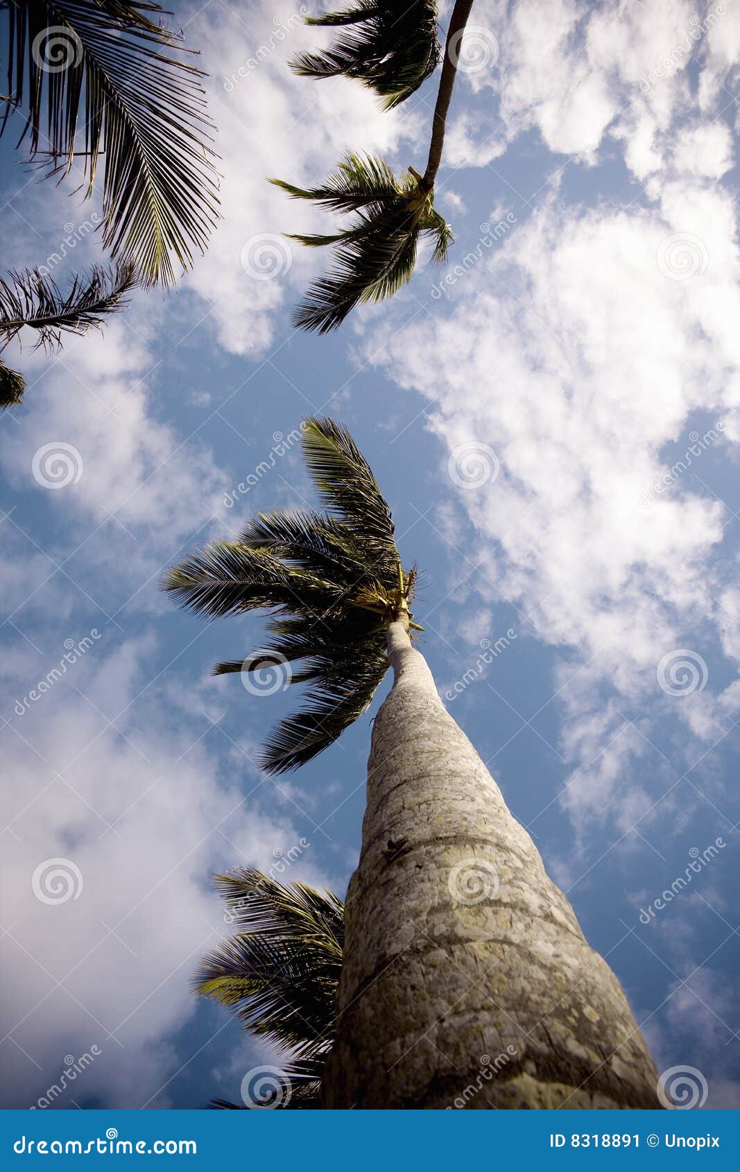 Palm trees from low angle stock image. Image of leaves - 8318891