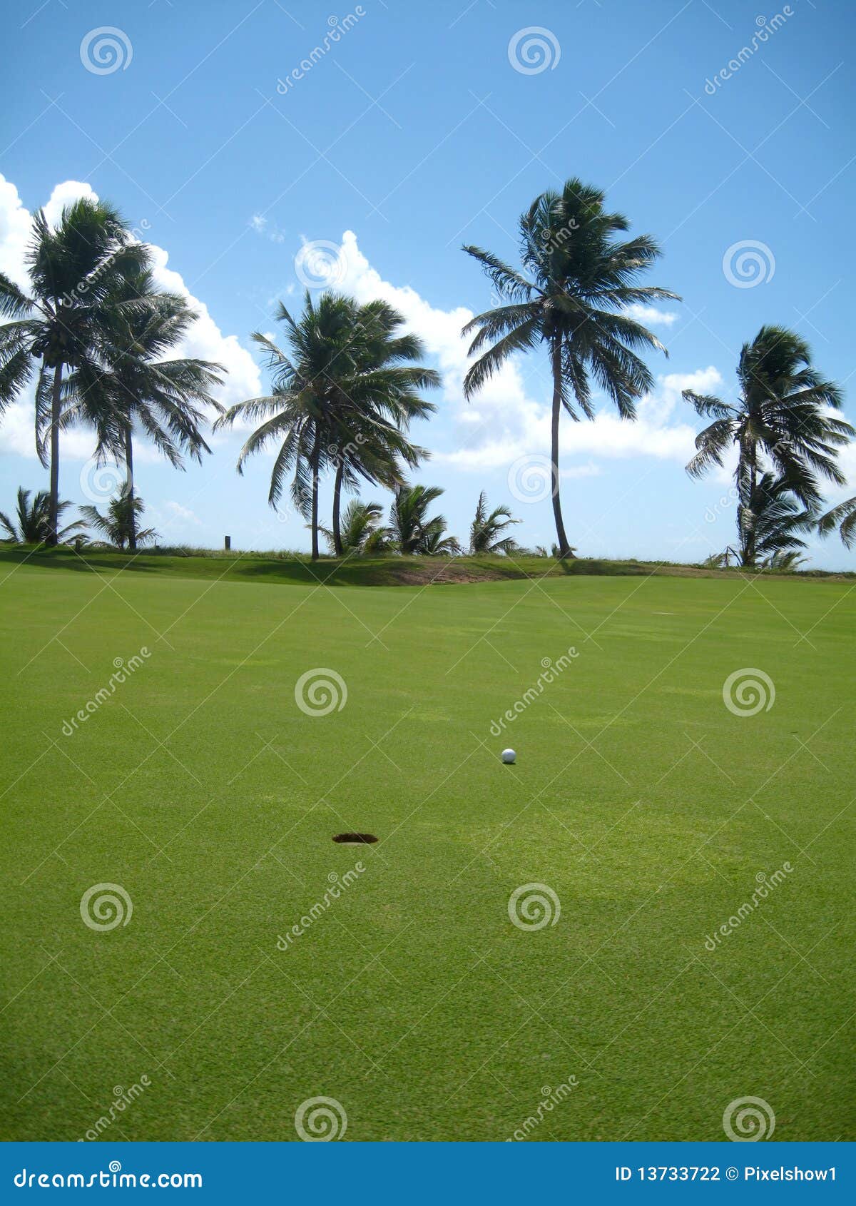 Palm Trees on Luxury Golf Course Stock Photo - Image of leisure, green ...