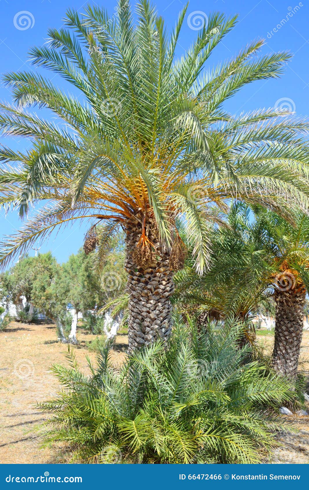 Palm trees in Malia. stock photo. Image of crete, sunny - 66472466
