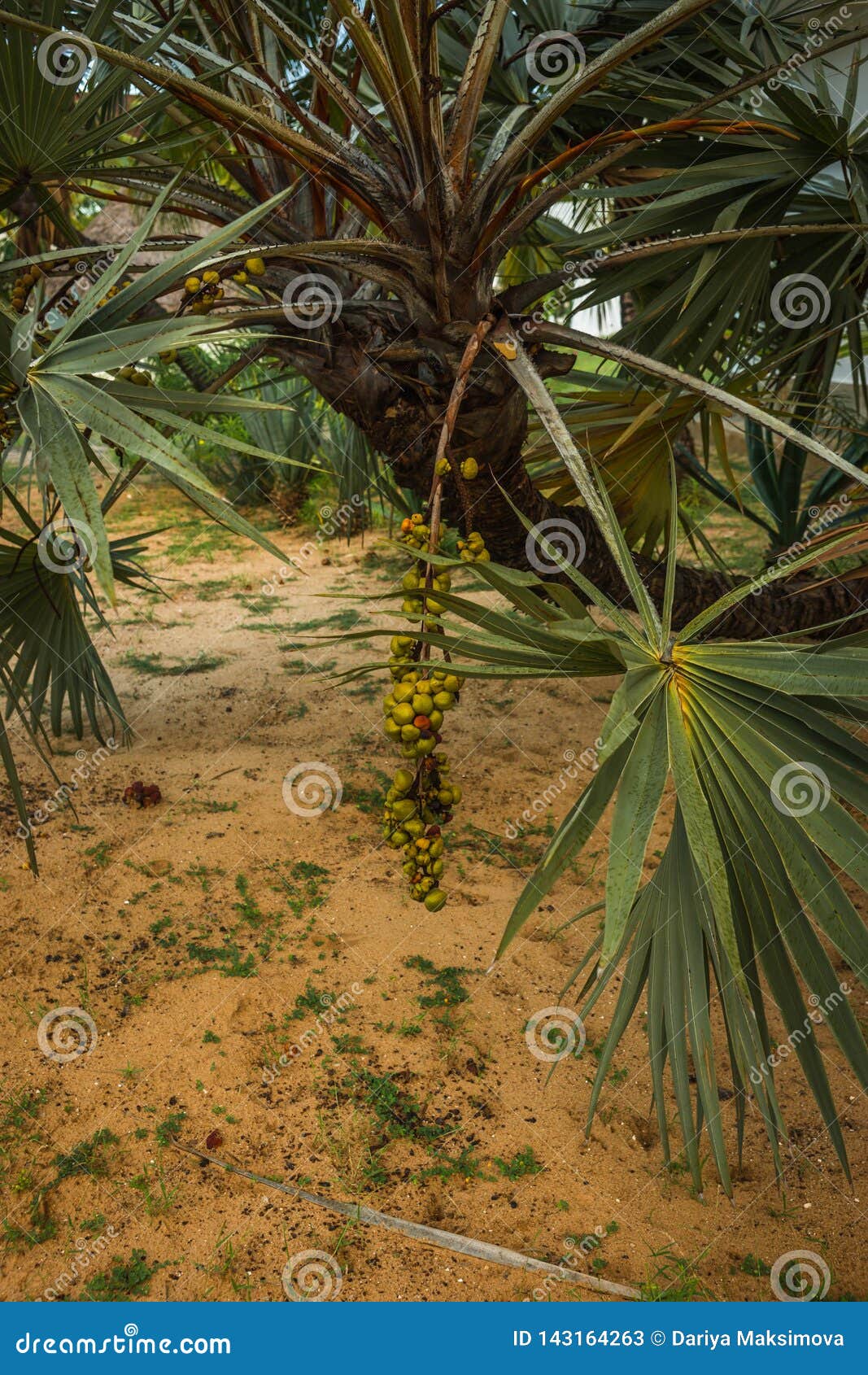 Palm Trees in Malindi in Eastern Kenya Stock Image - Image of palms ...