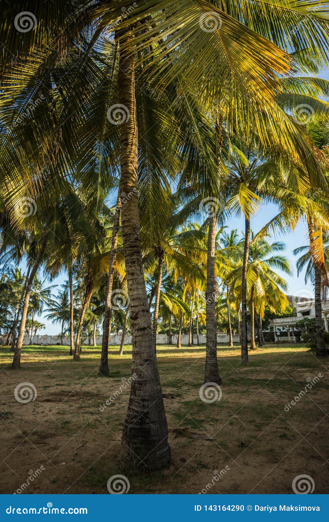 Palm Trees in Malindi in Eastern Kenya Stock Photo - Image of palms ...