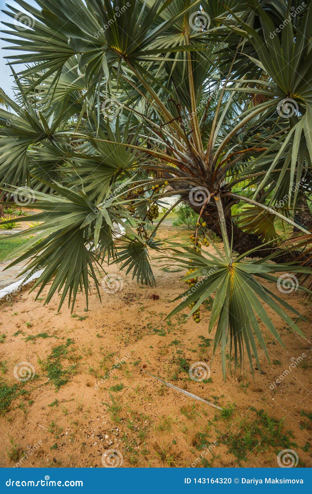 Palm Trees in Malindi in Eastern Kenya Stock Photo - Image of country ...