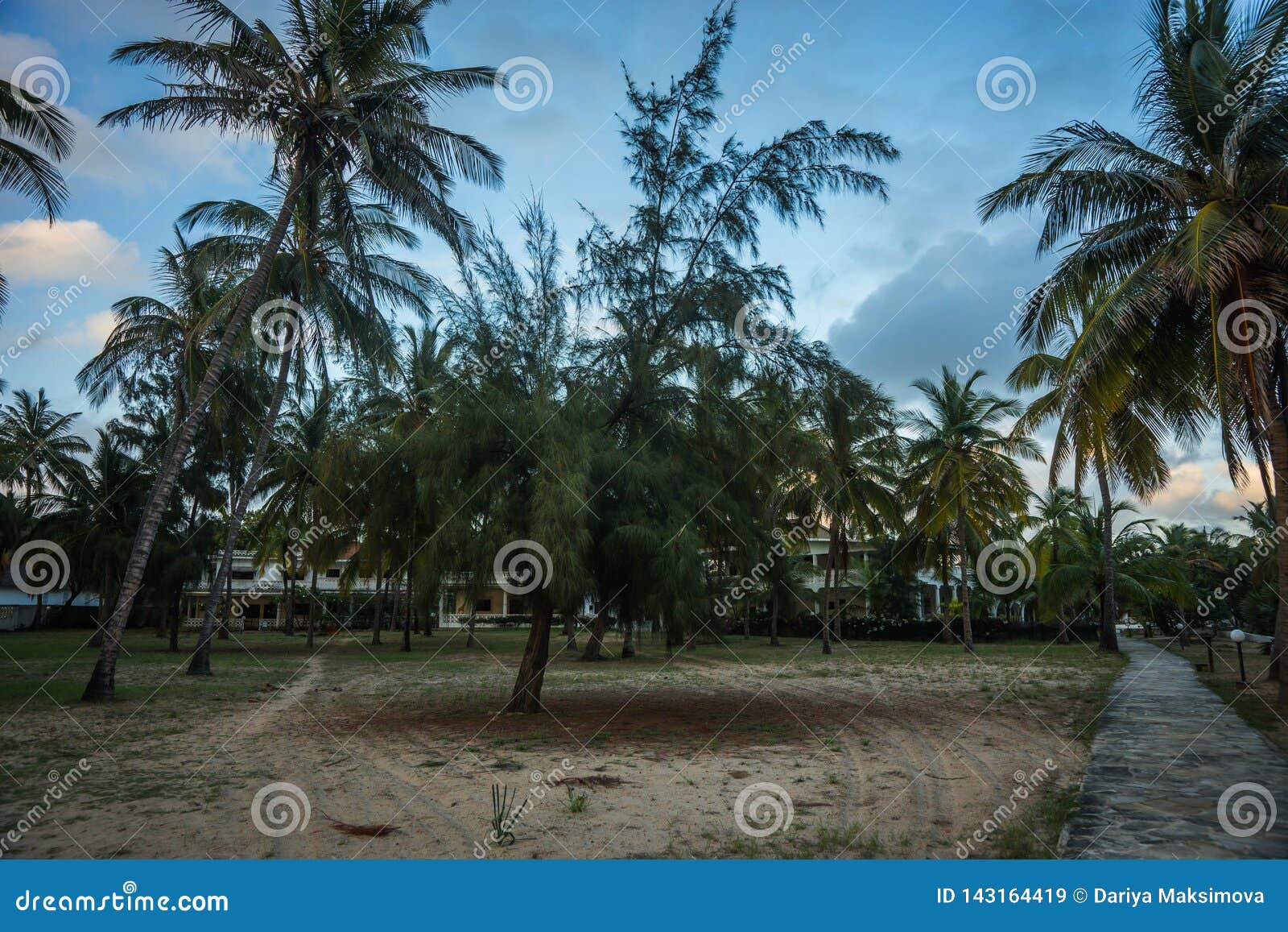 Palm Trees in Malindi in Eastern Kenya Stock Image - Image of eastern ...