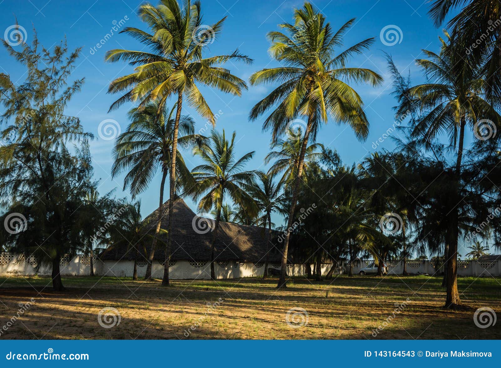 Palm Trees in Malindi in Eastern Kenya Stock Image - Image of summer ...