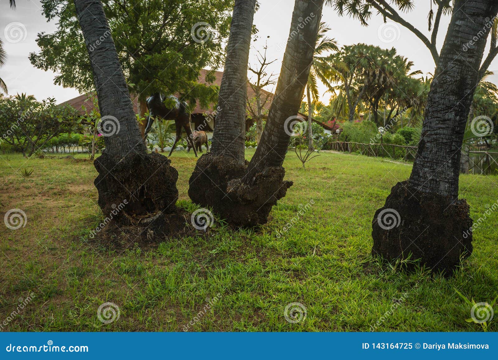 Palm Trees in Malindi in Eastern Kenya Stock Image - Image of ...