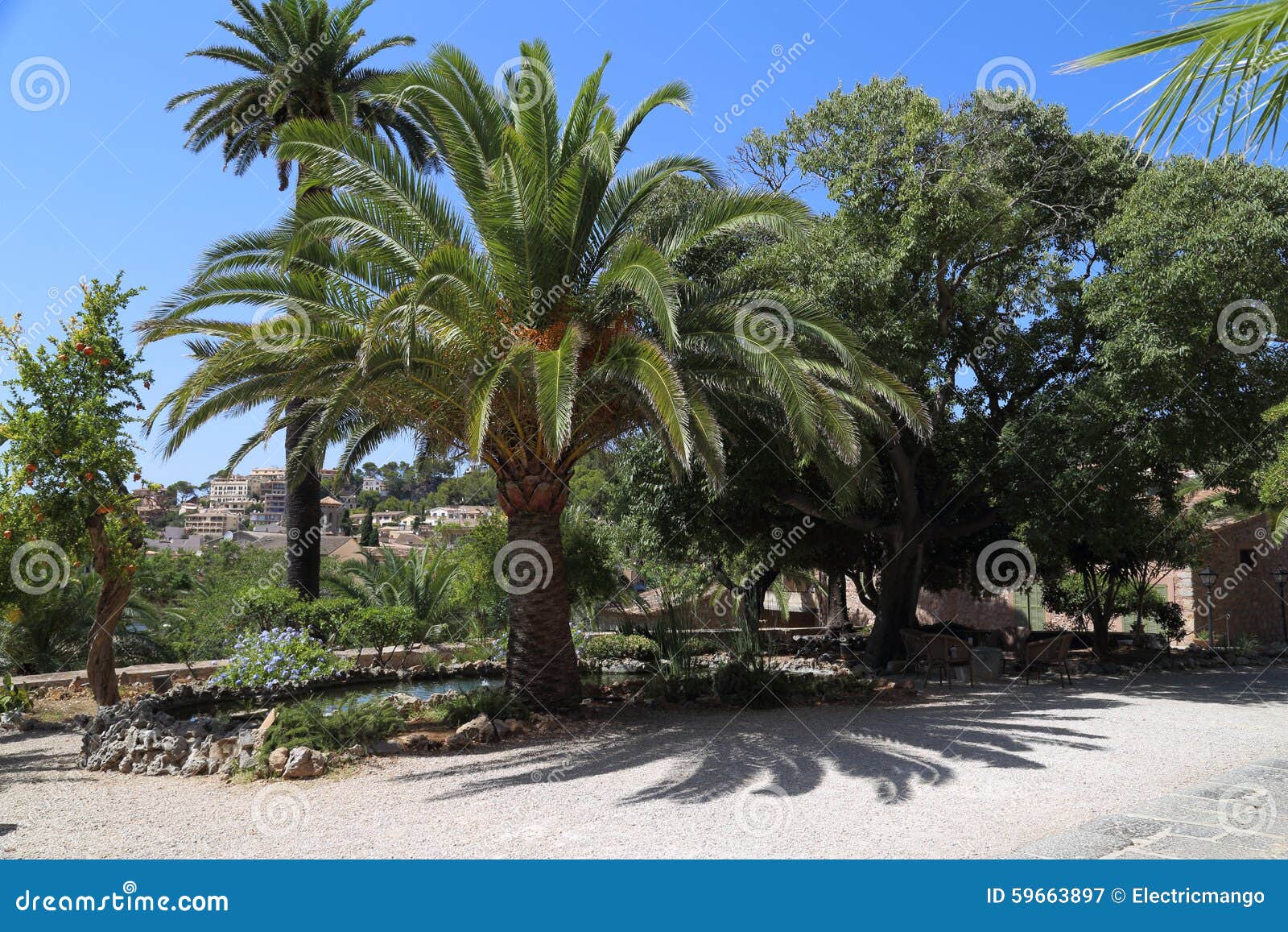 Palm trees in Mallorca stock image. Image of morning - 59663897