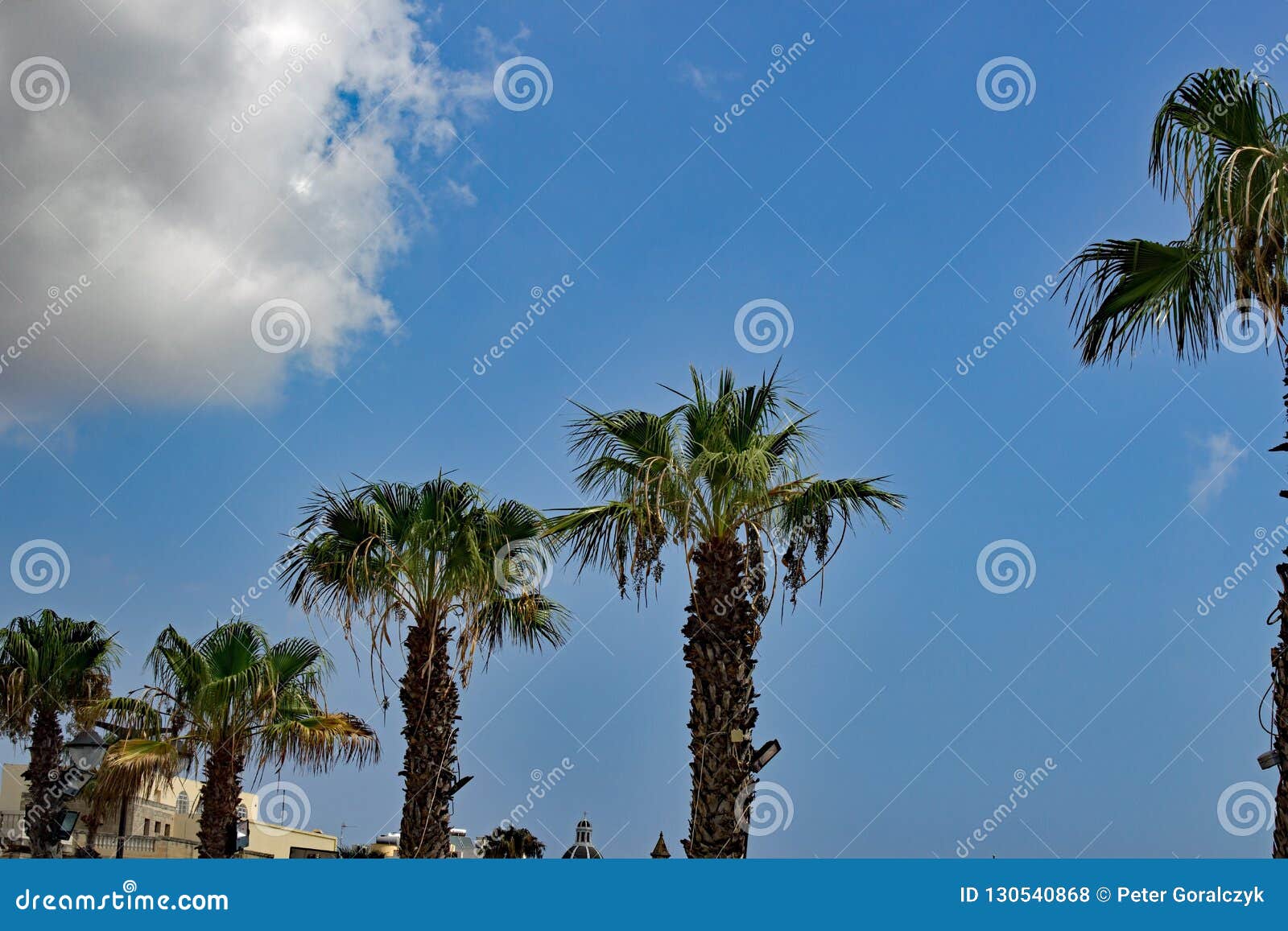 Palm trees at Malta stock photo. Image of travel, tourism - 130540868