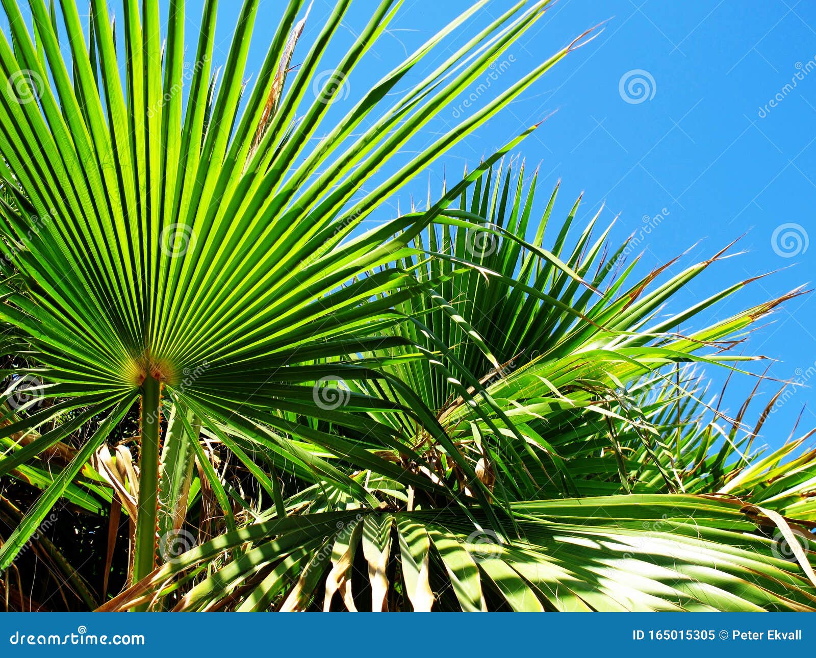 Palm Trees in Malta at Summer Stock Image - Image of design, exotic ...