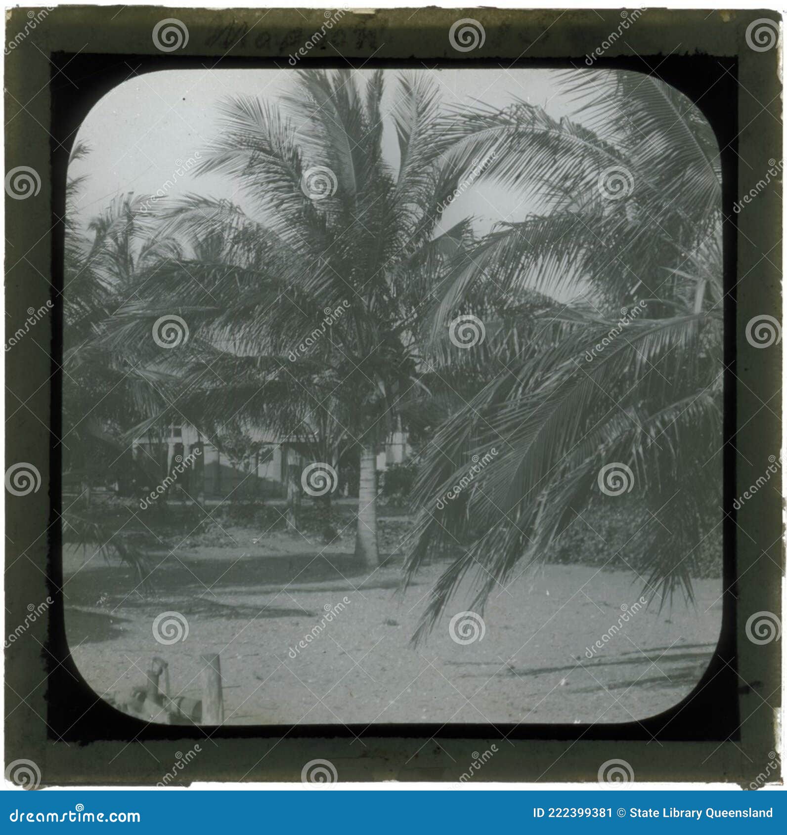 Palm Trees At Mapoon, Queensland Picture. Image: 222399381