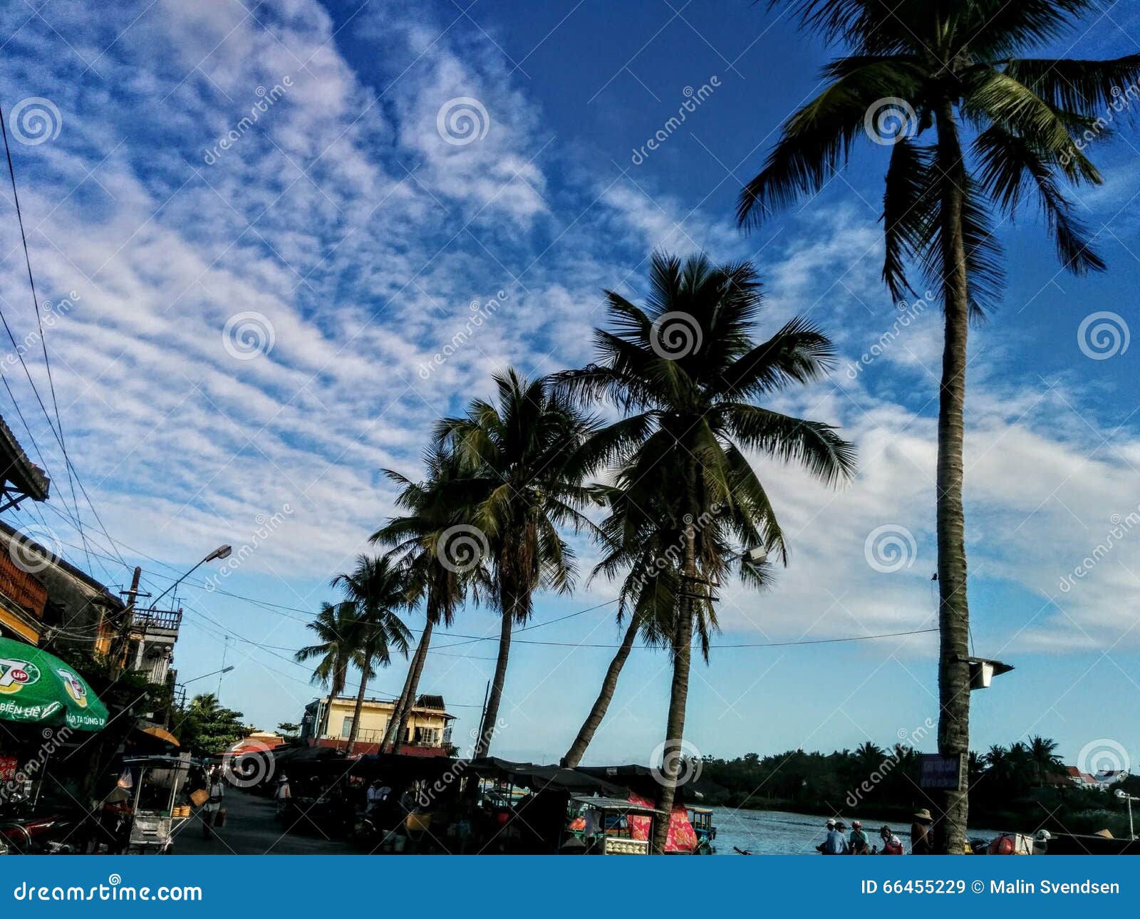 Palm trees stock image. Image of clouds, vietnam, palm - 66455229