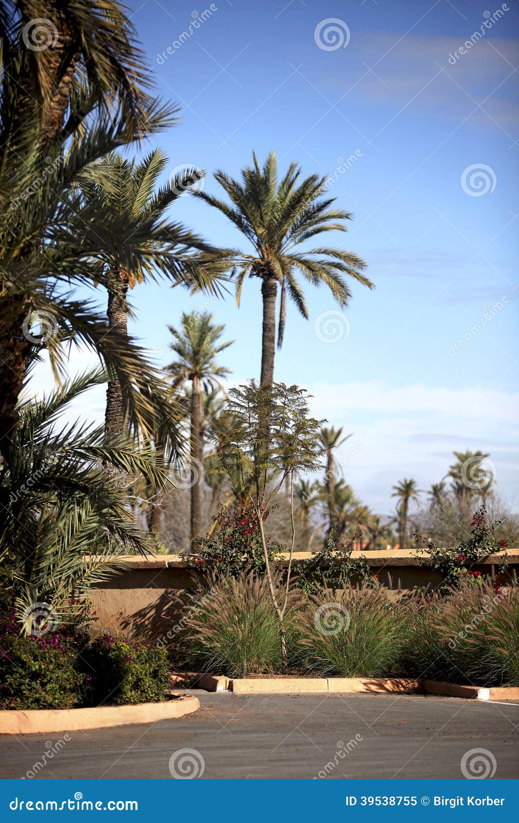 Palm trees in Marrakech stock image. Image of orient - 39538755