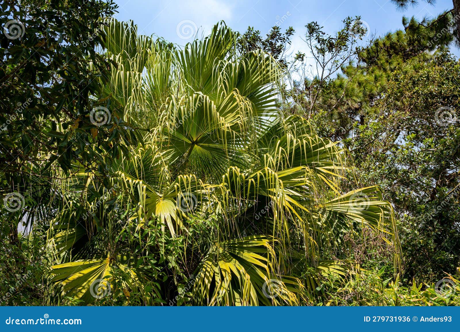 Palm trees, in Mauritius stock photo. Image of mauritius - 279731936