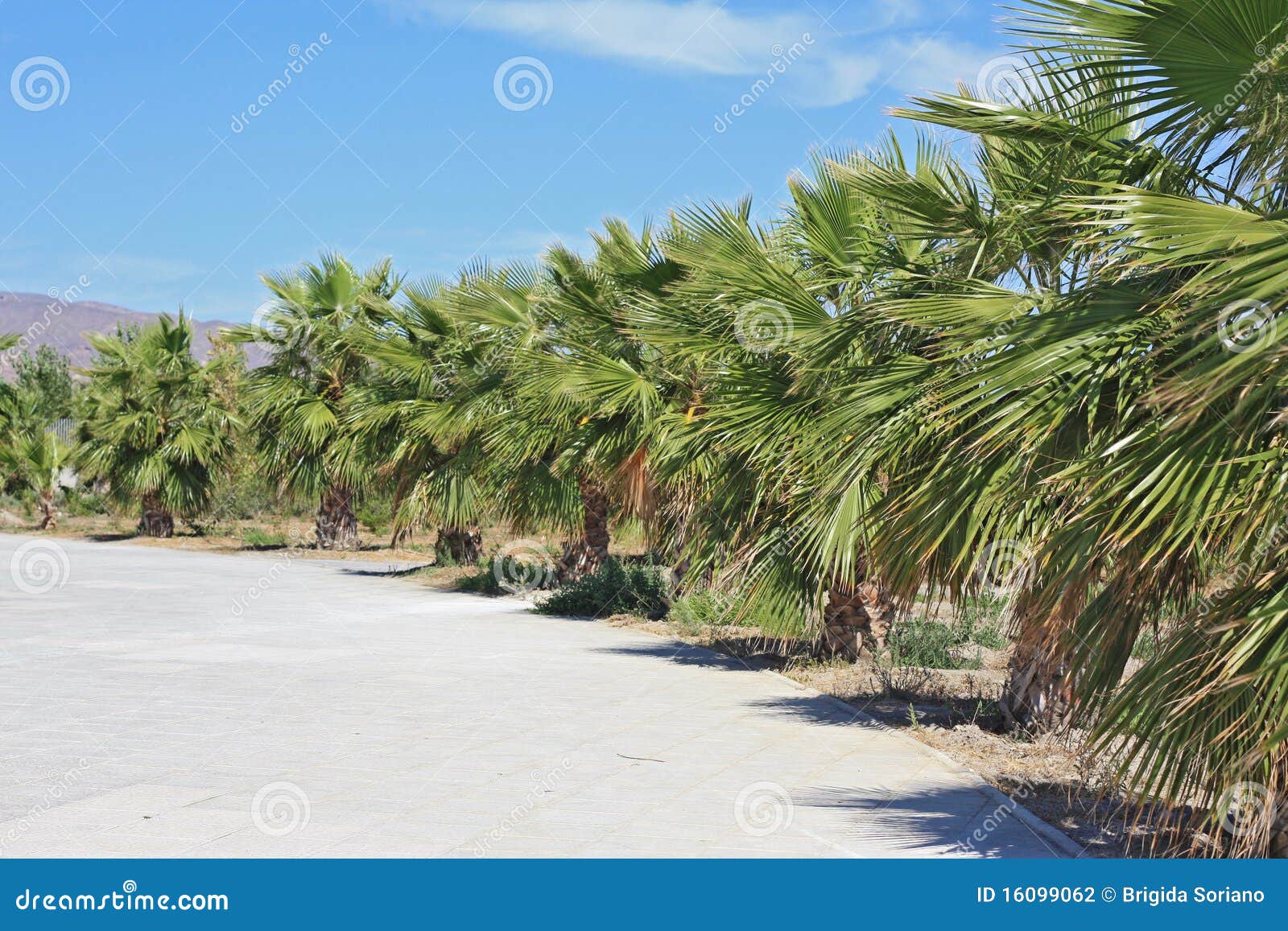 Palm Trees in Mediterranean Spain Stock Photo - Image of spain, green ...