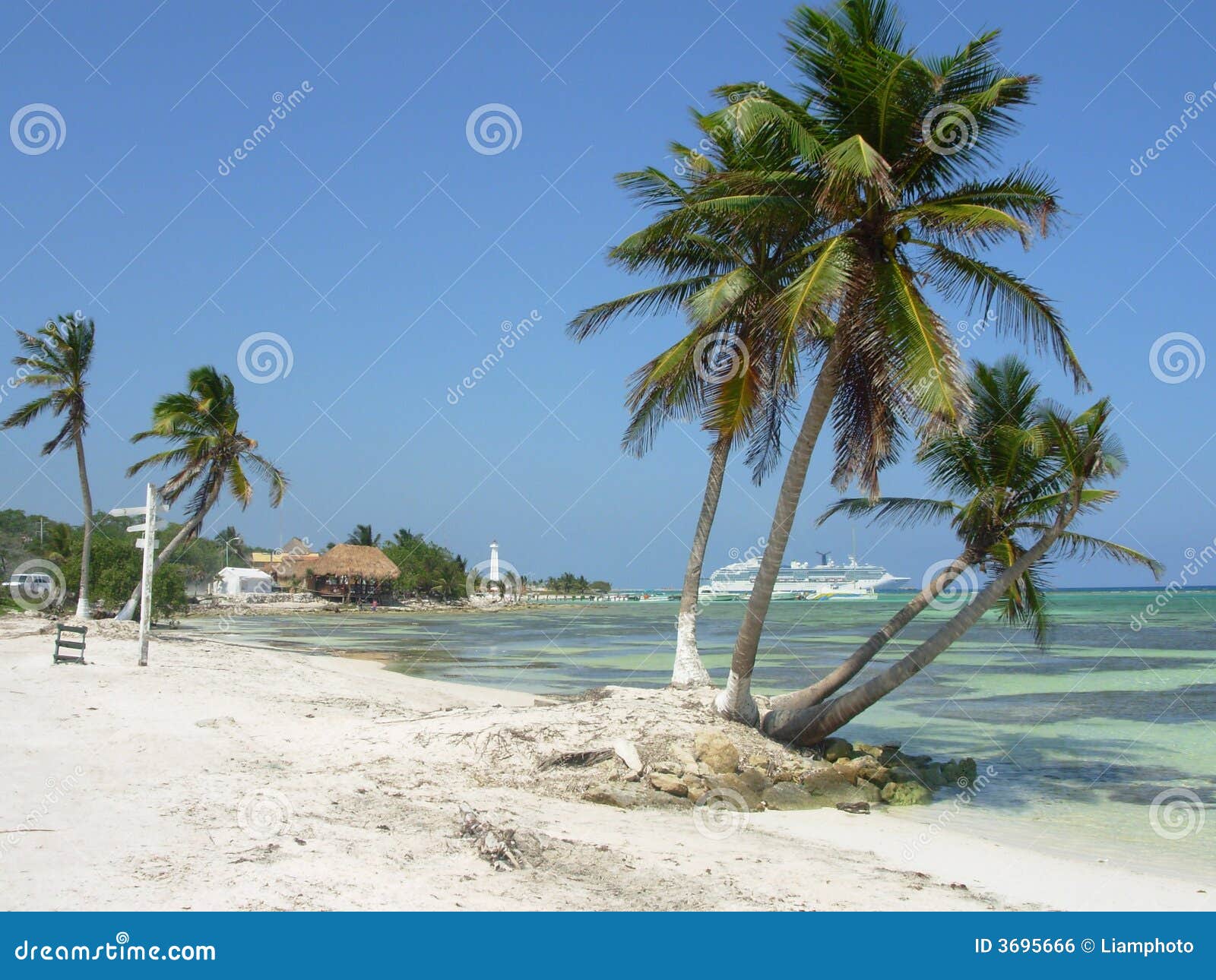 Palm Trees in Mexico stock photo. Image of mexico, palm - 3695666