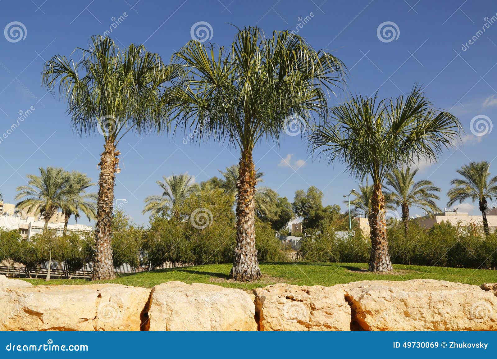 Palm Trees in the Middle East Stock Image - Image of vegetation, jungle ...