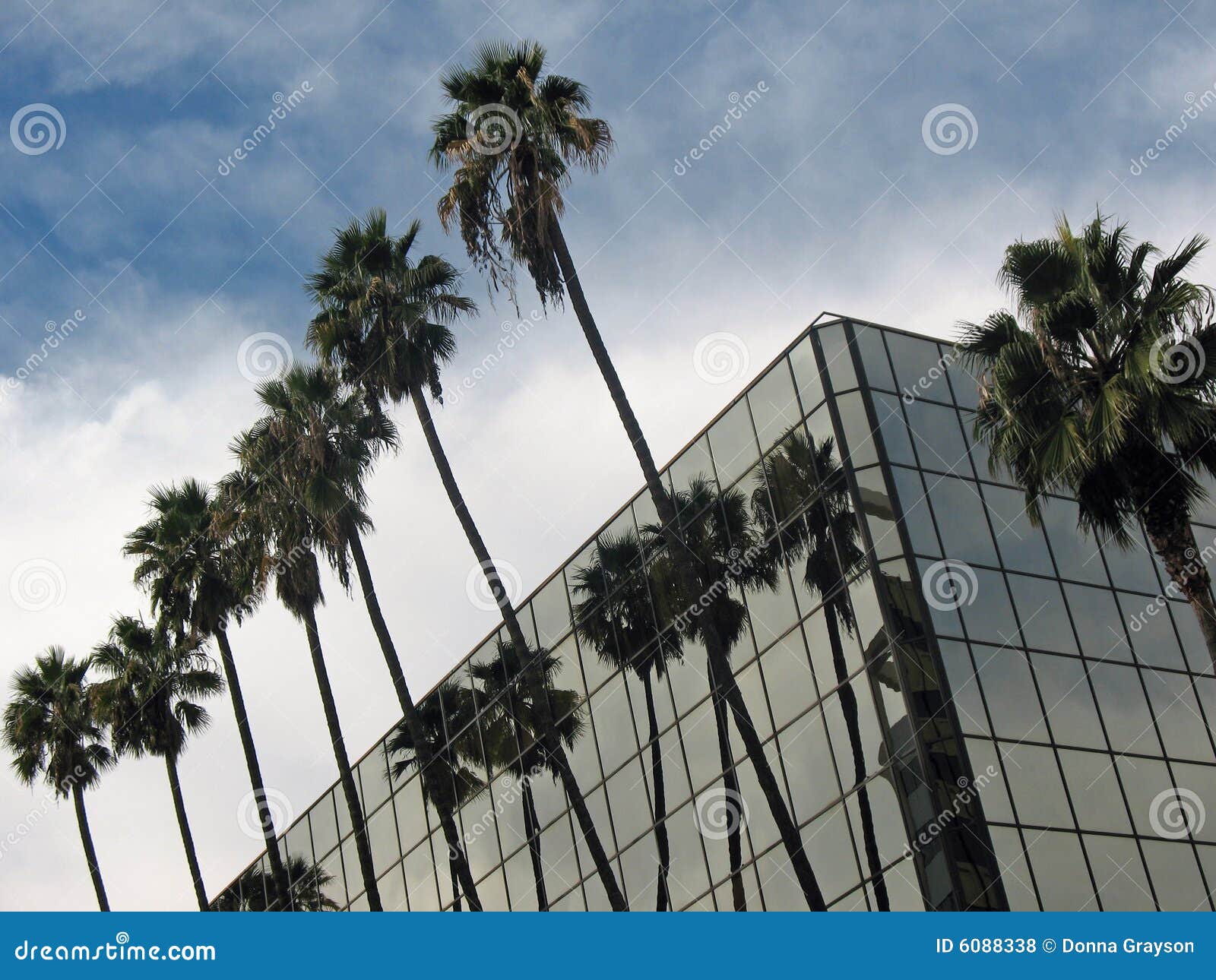 Palm Trees and Modern Building Stock Photo - Image of building ...