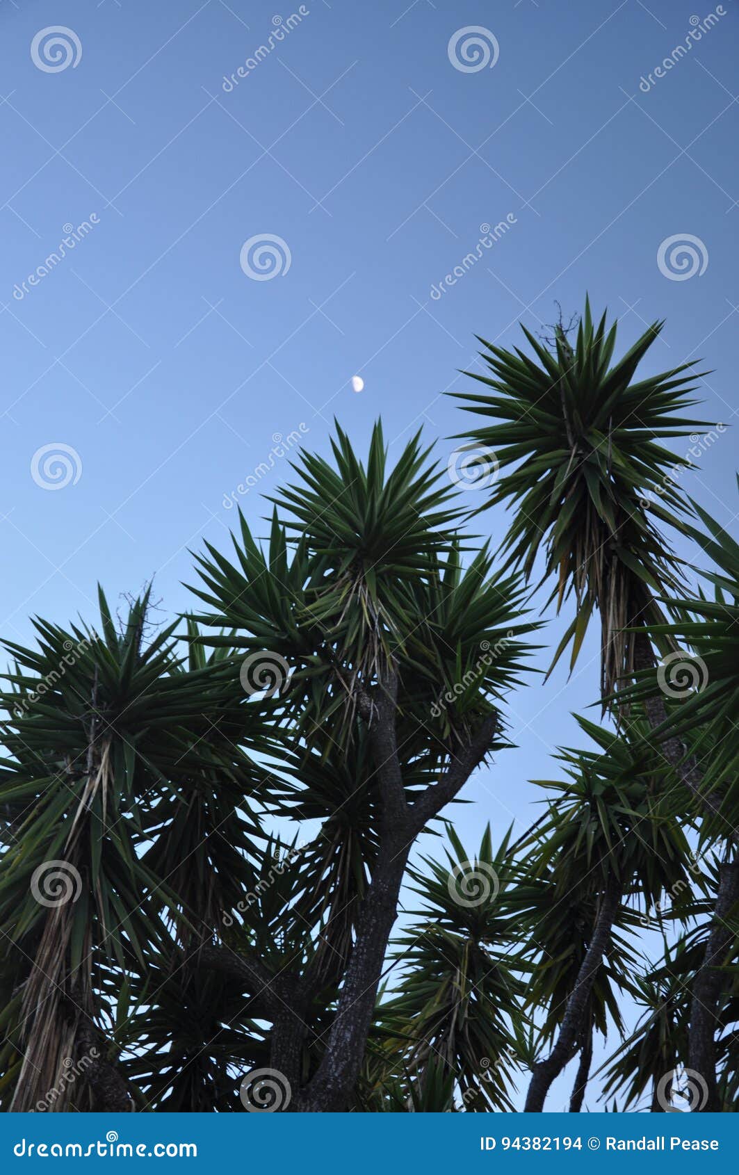 Palm trees stock photo. Image of calfornia, palm, palms - 94382194
