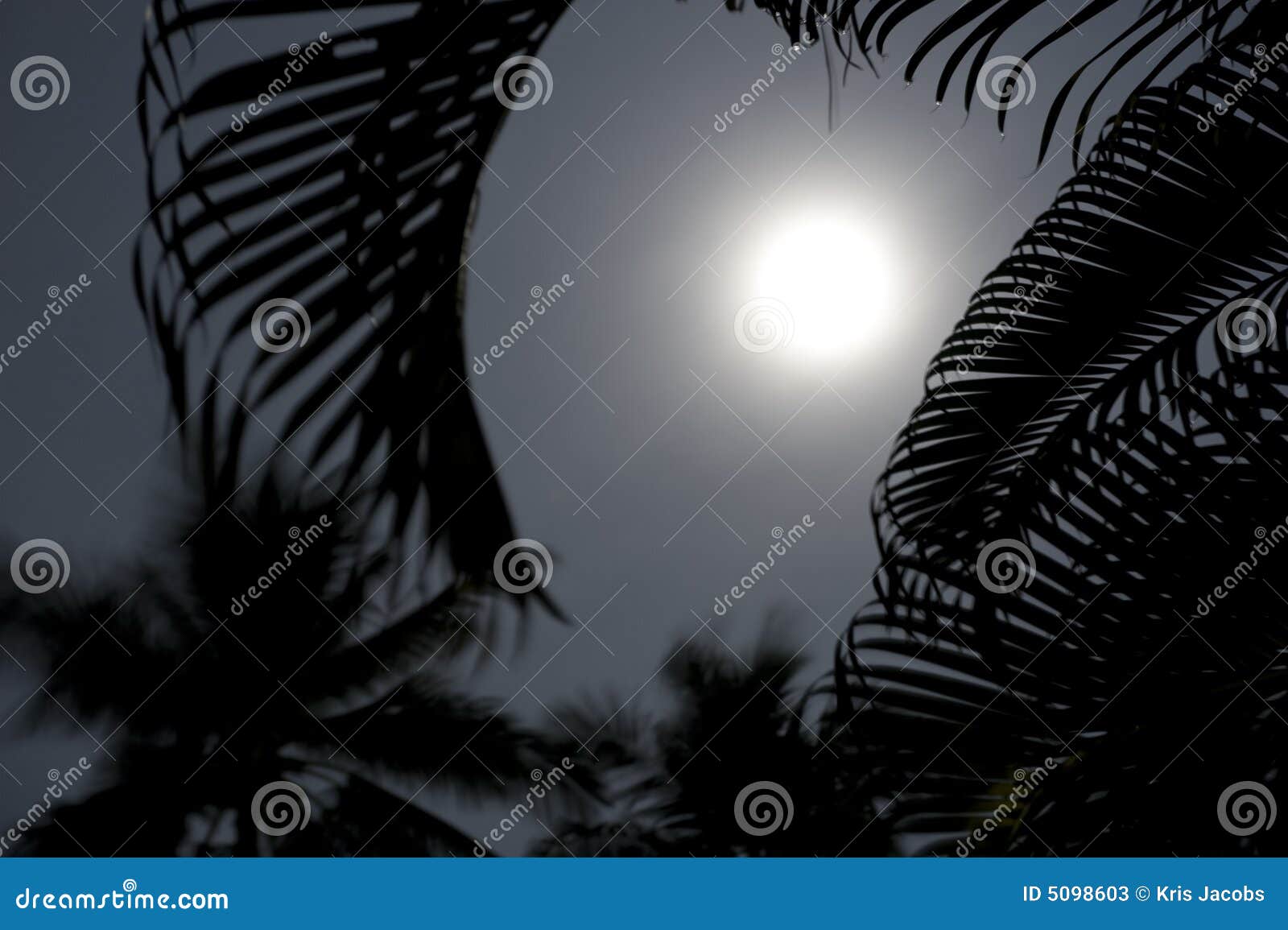 Palm trees in moonlight stock image. Image of tree, dark - 5098603
