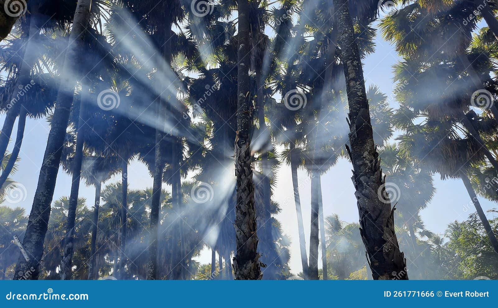Palm Trees in the Morning Smoke Stock Photo - Image of autumn, water ...